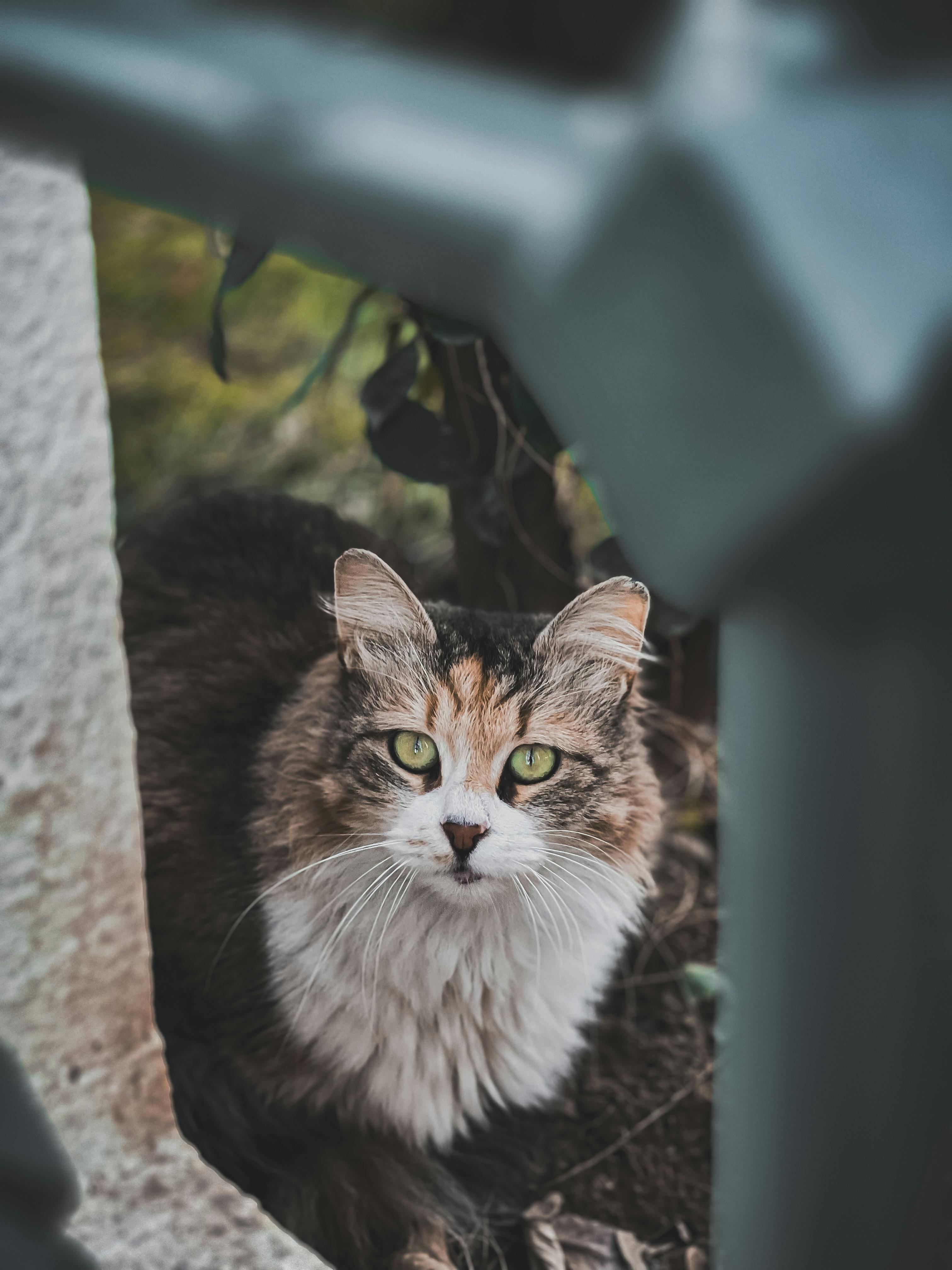 Cat behind Wall · Free Stock Photo