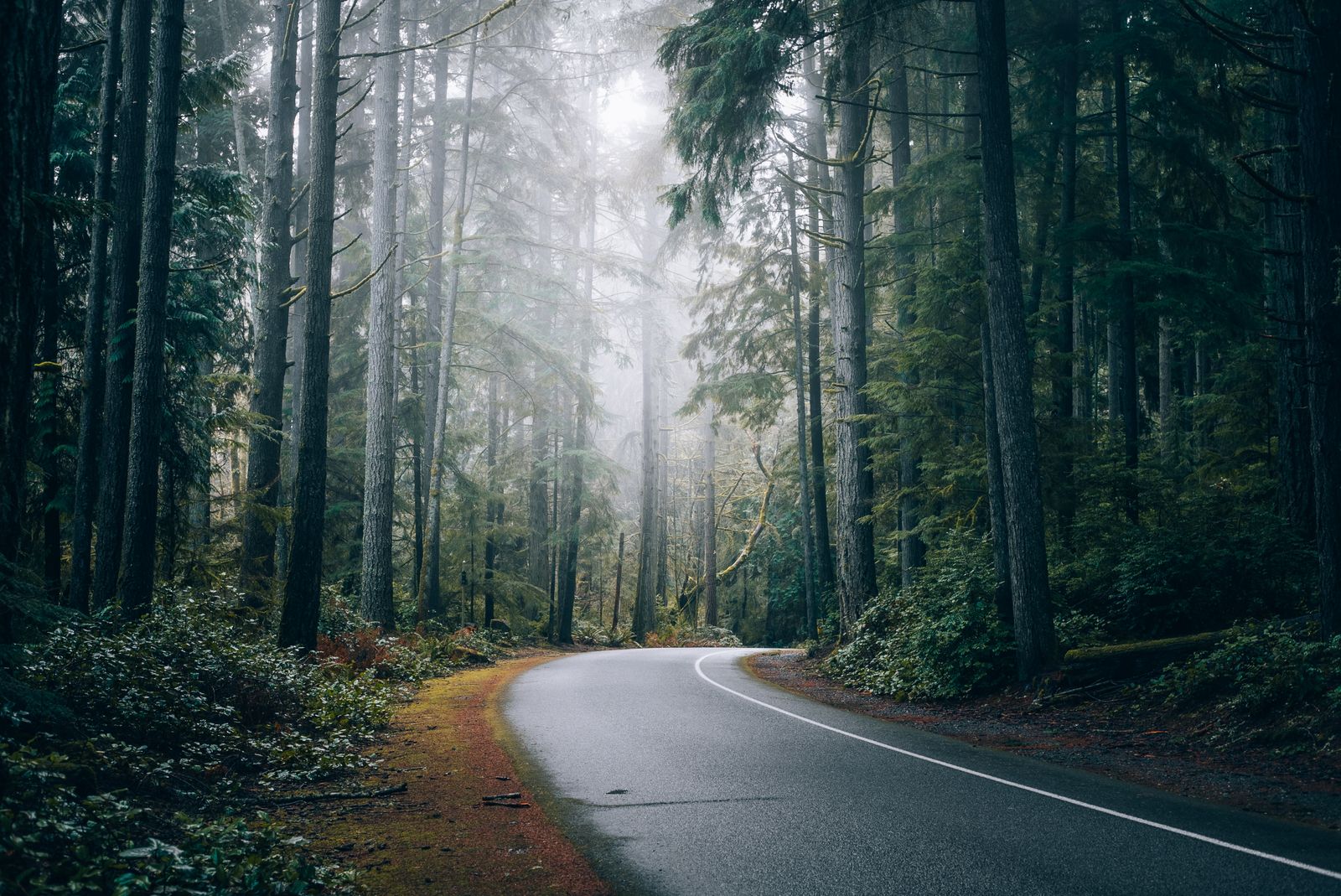Deep Forest Road Photos, Download The BEST Free Deep Forest Road Stock ...