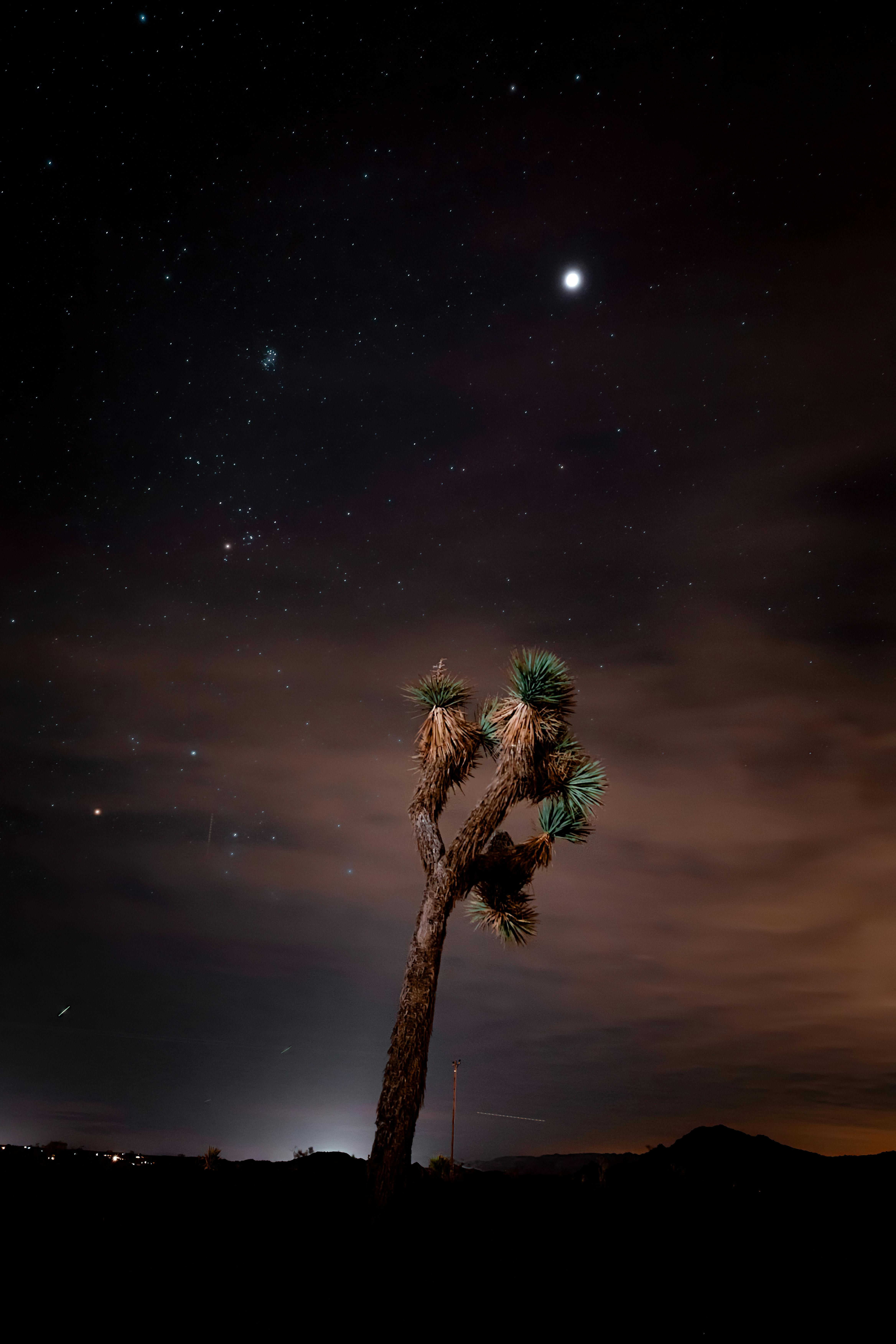 Joshua Tree Standing against a Starry Sky at Night · Free Stock Photo