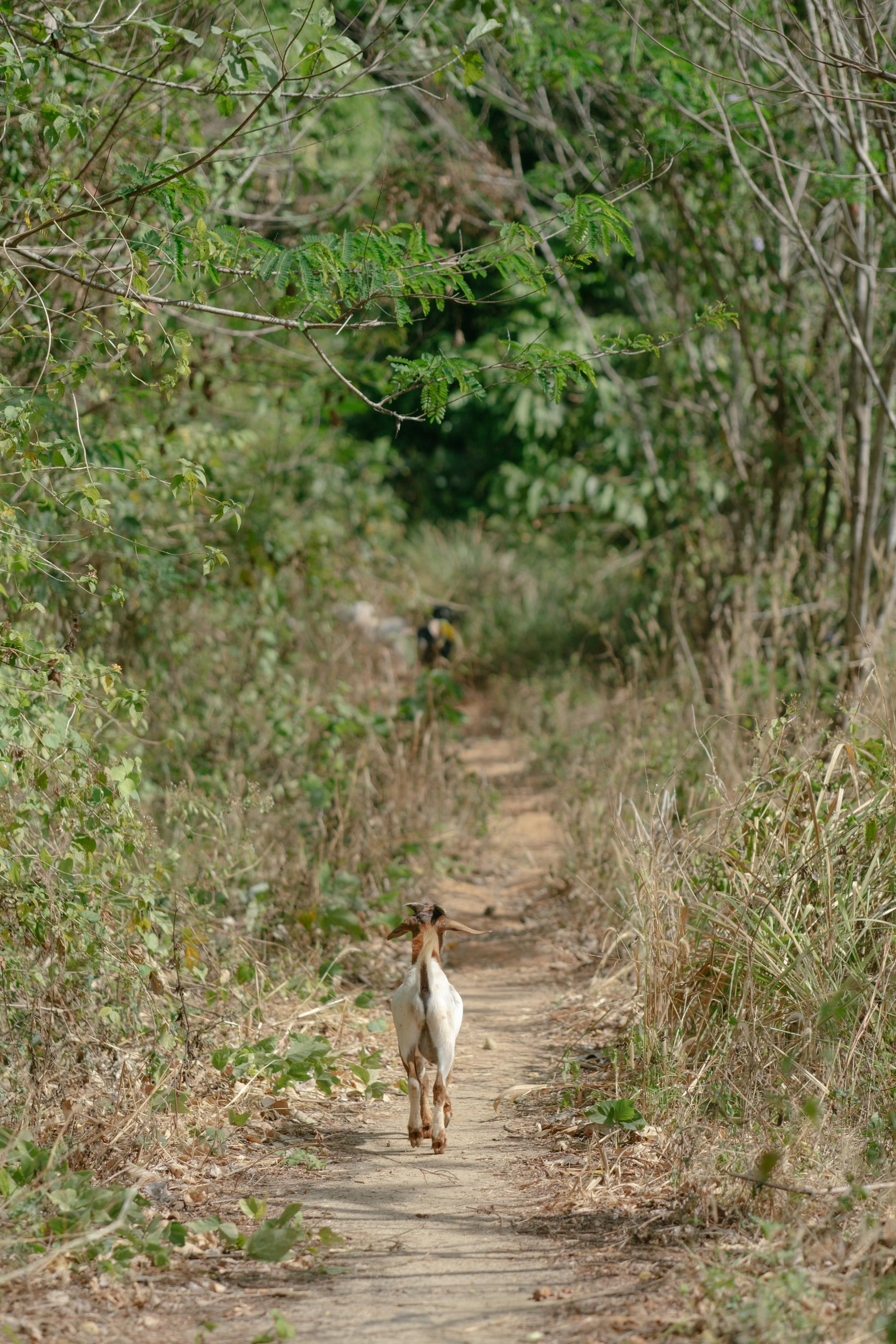 Goat on a Path Among Trees · Free Stock Photo