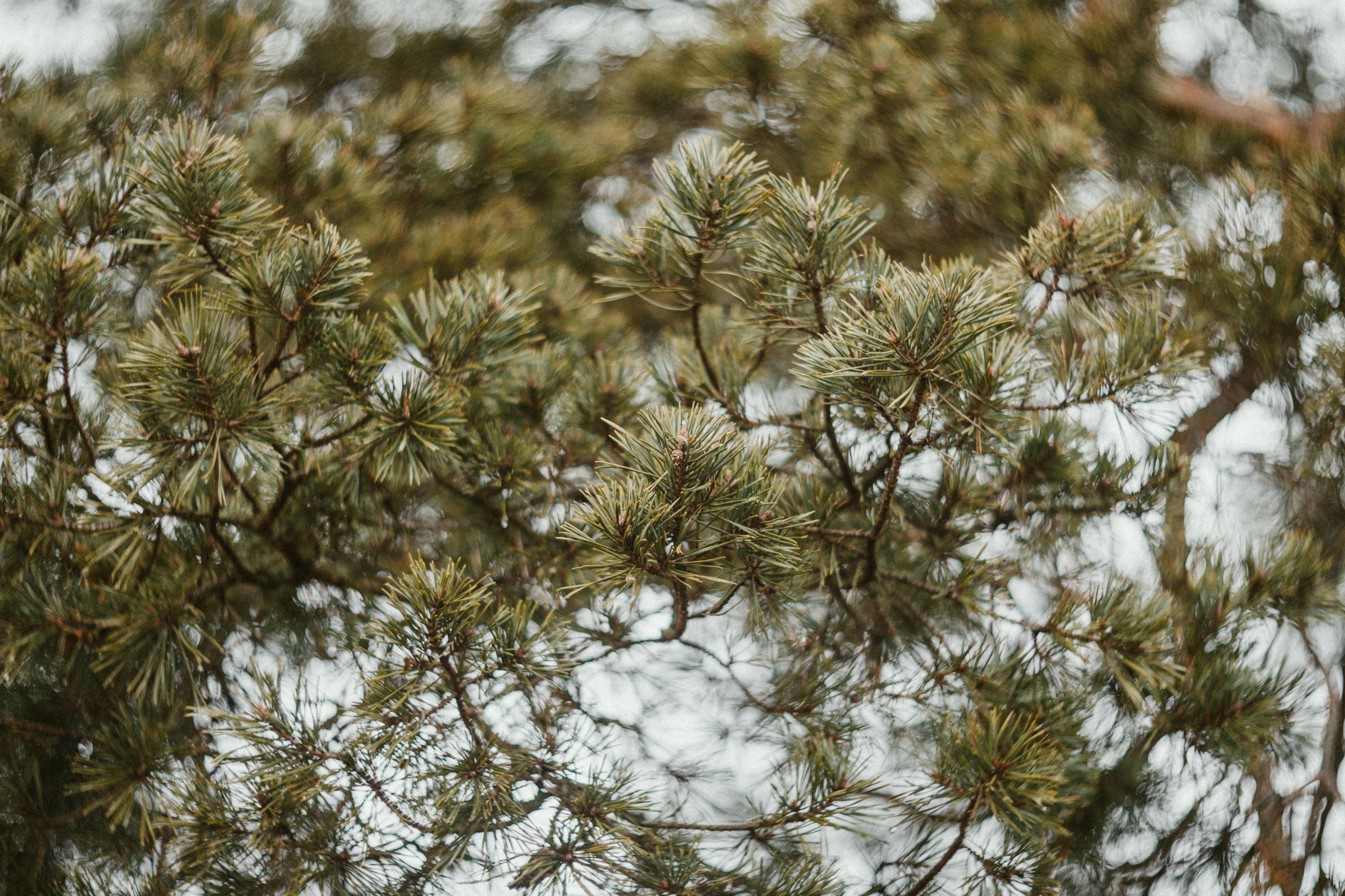 Close-up of a Conifer Tree · Free Stock Photo