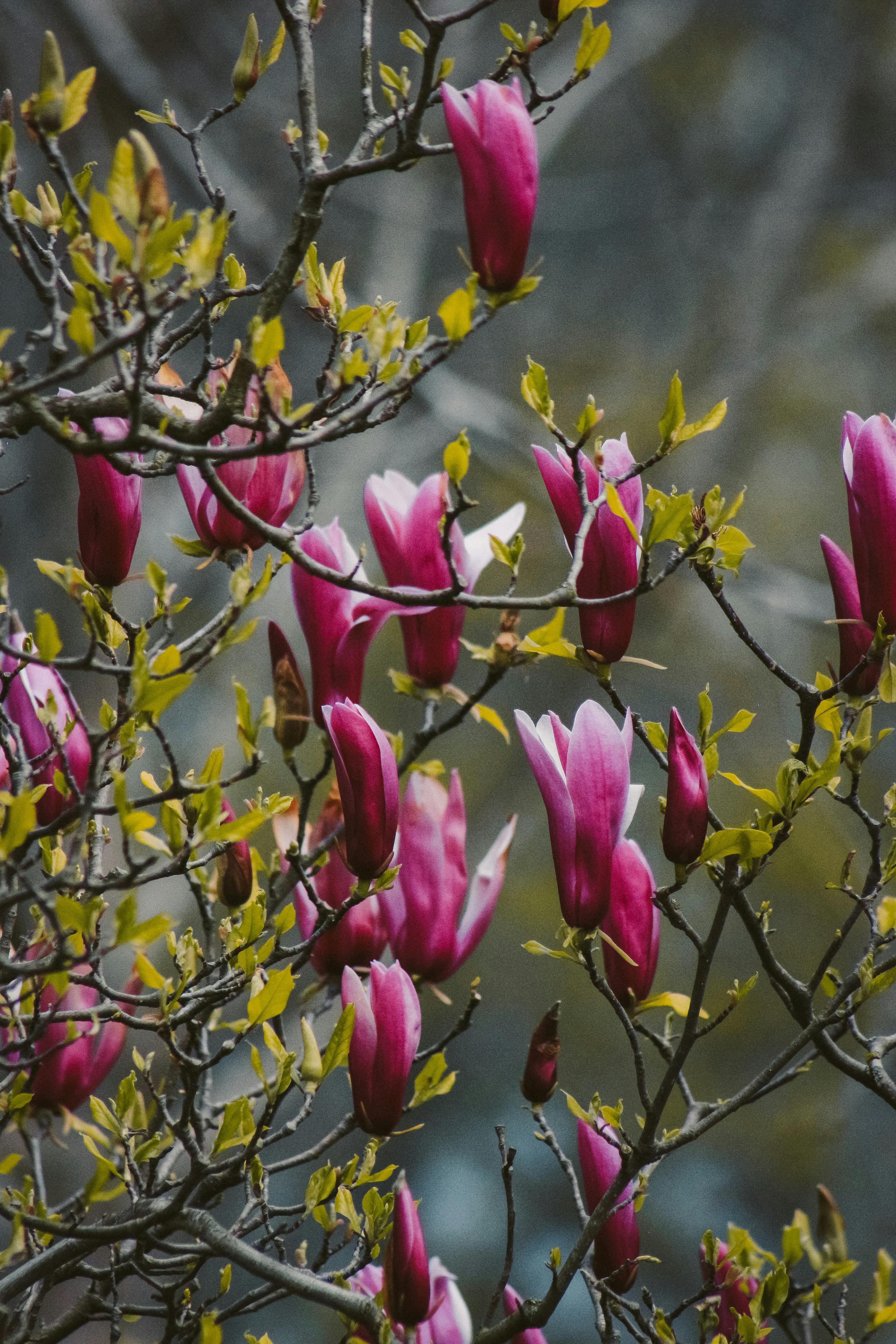 Magnolias on Tree · Free Stock Photo