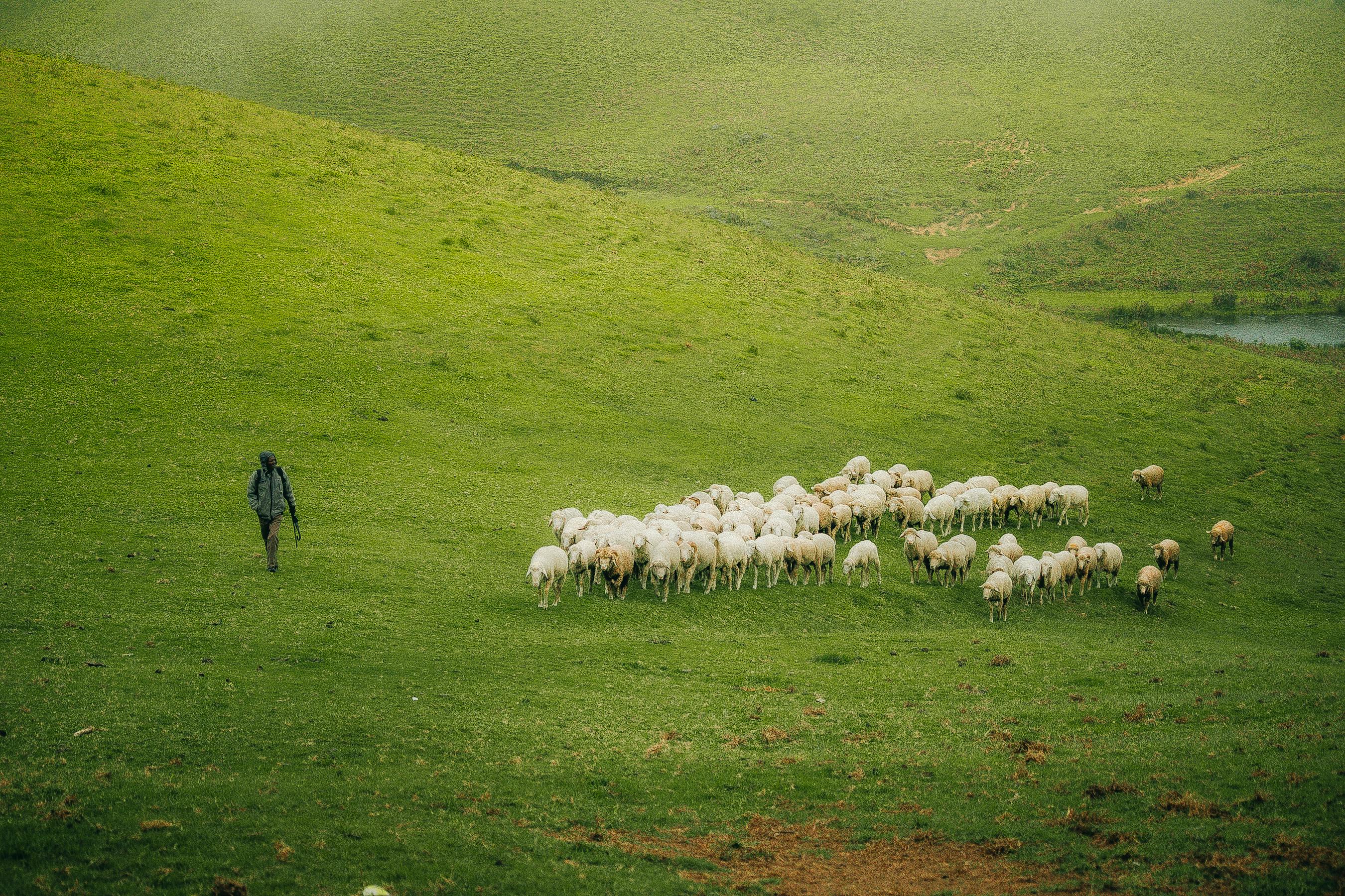 Man Shepherding Flock of Sheep on Hilly Meadow · Free Stock Photo