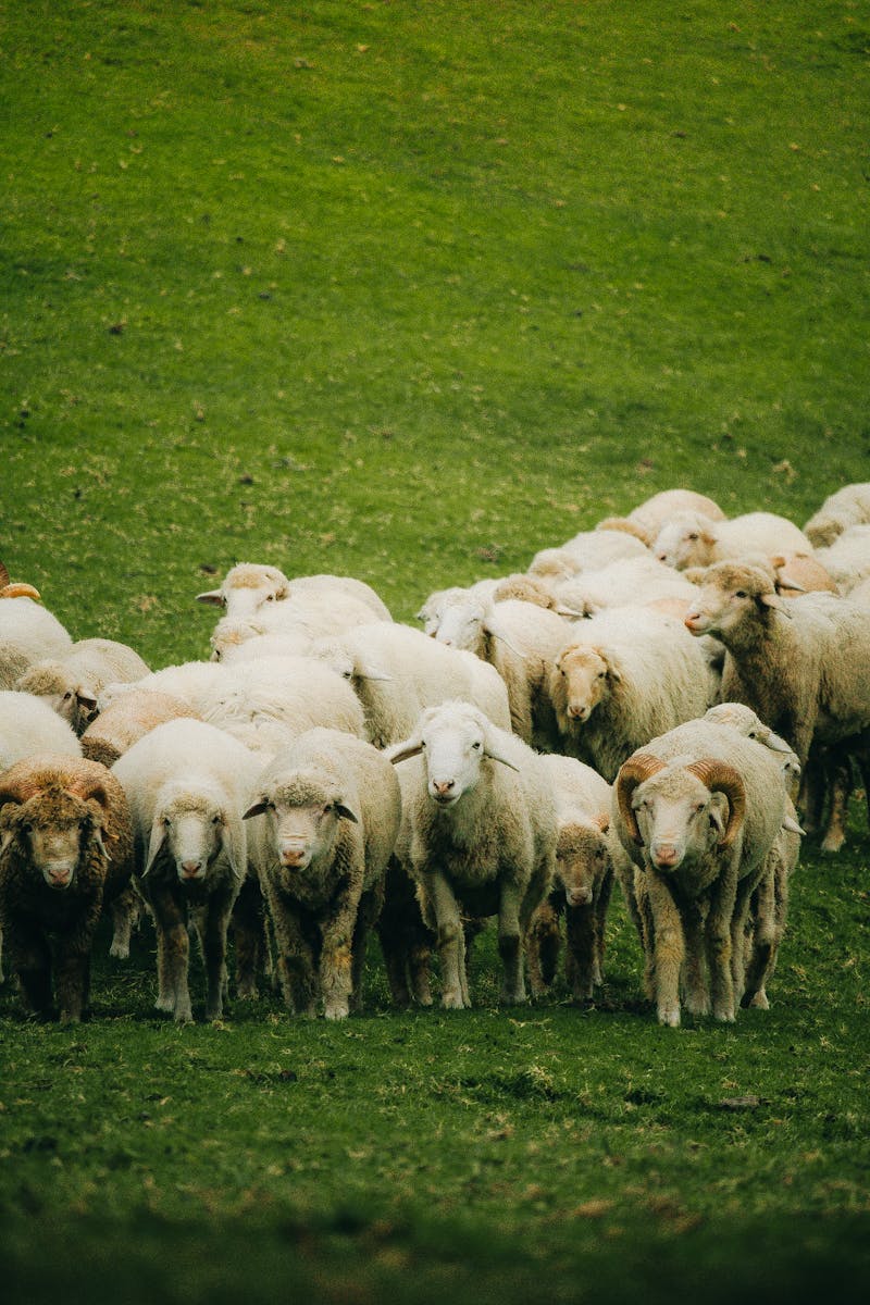 Egyptian Sheep Photos, Download The BEST Free Egyptian Sheep Stock ...