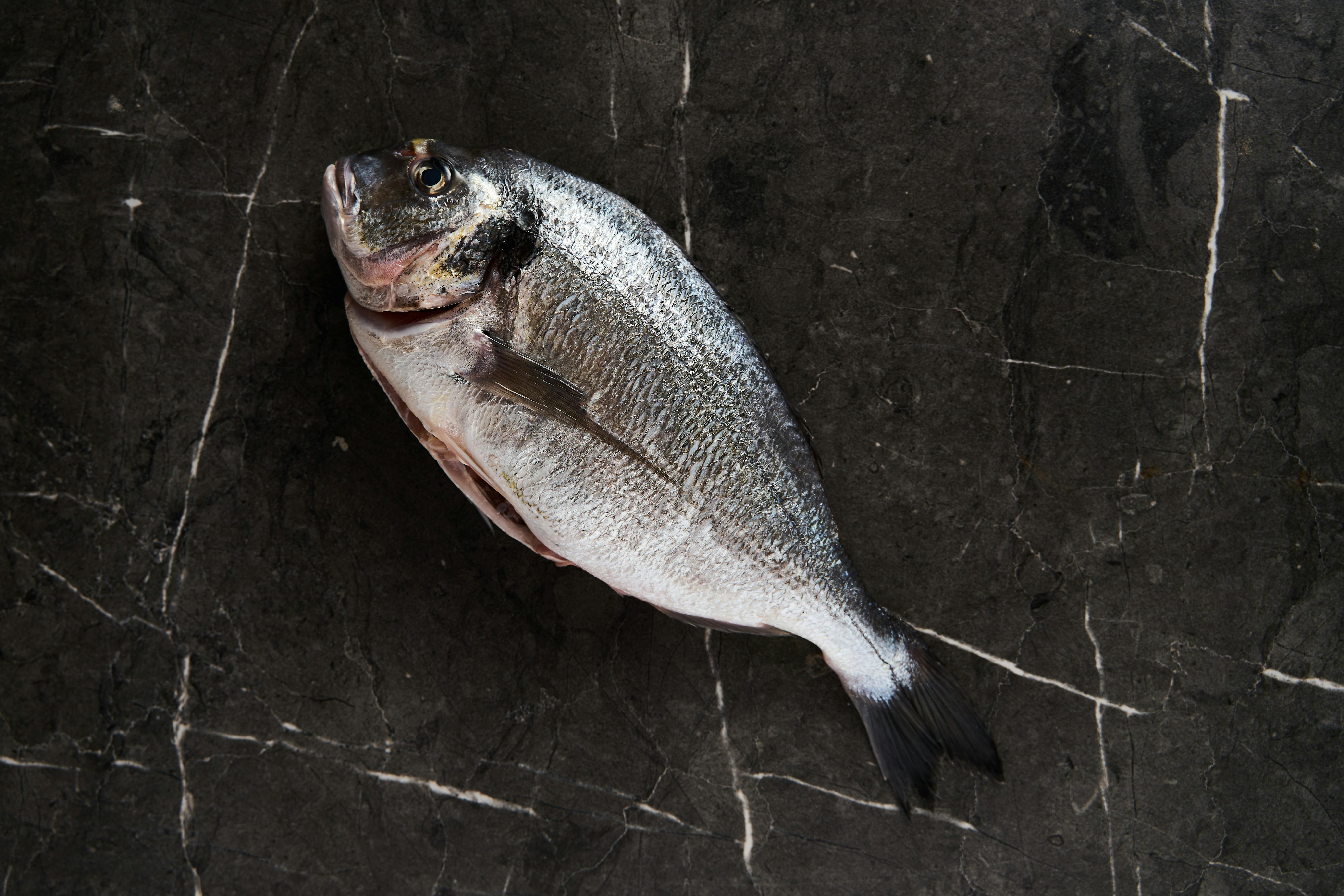 Photo of Pile Of Fish · Free Stock Photo