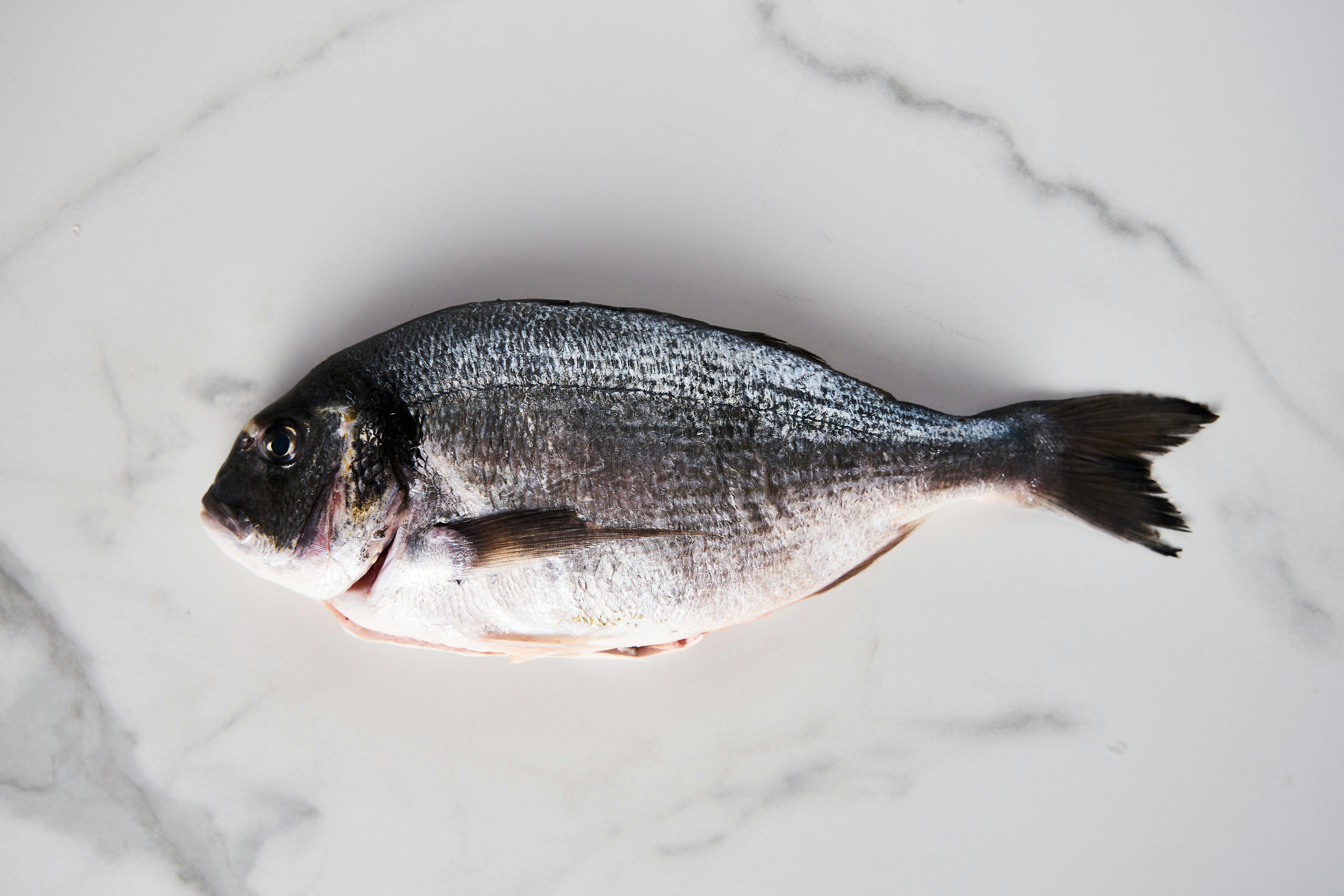 Fish on White Background · Free Stock Photo