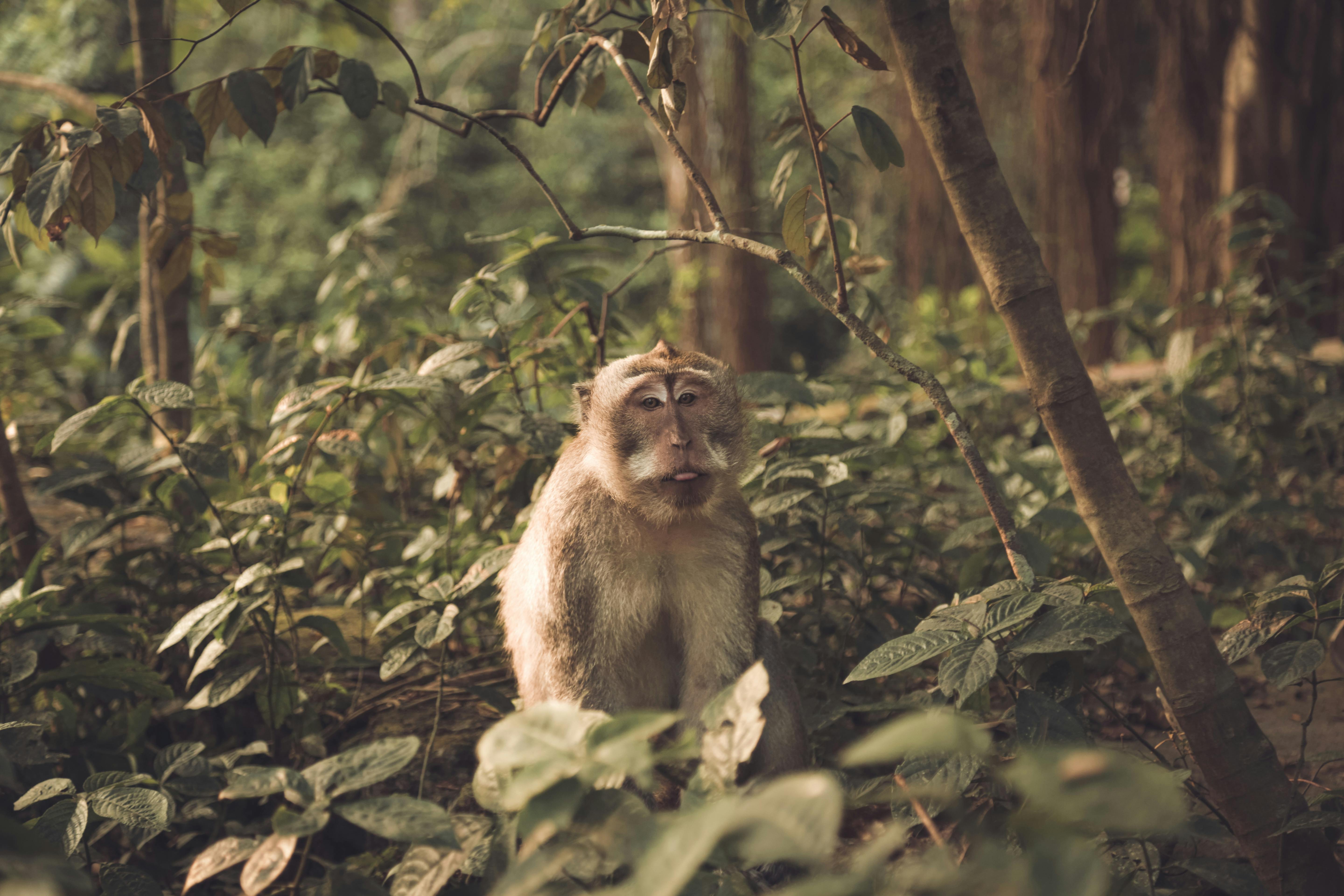 Monkey in Forest · Free Stock Photo