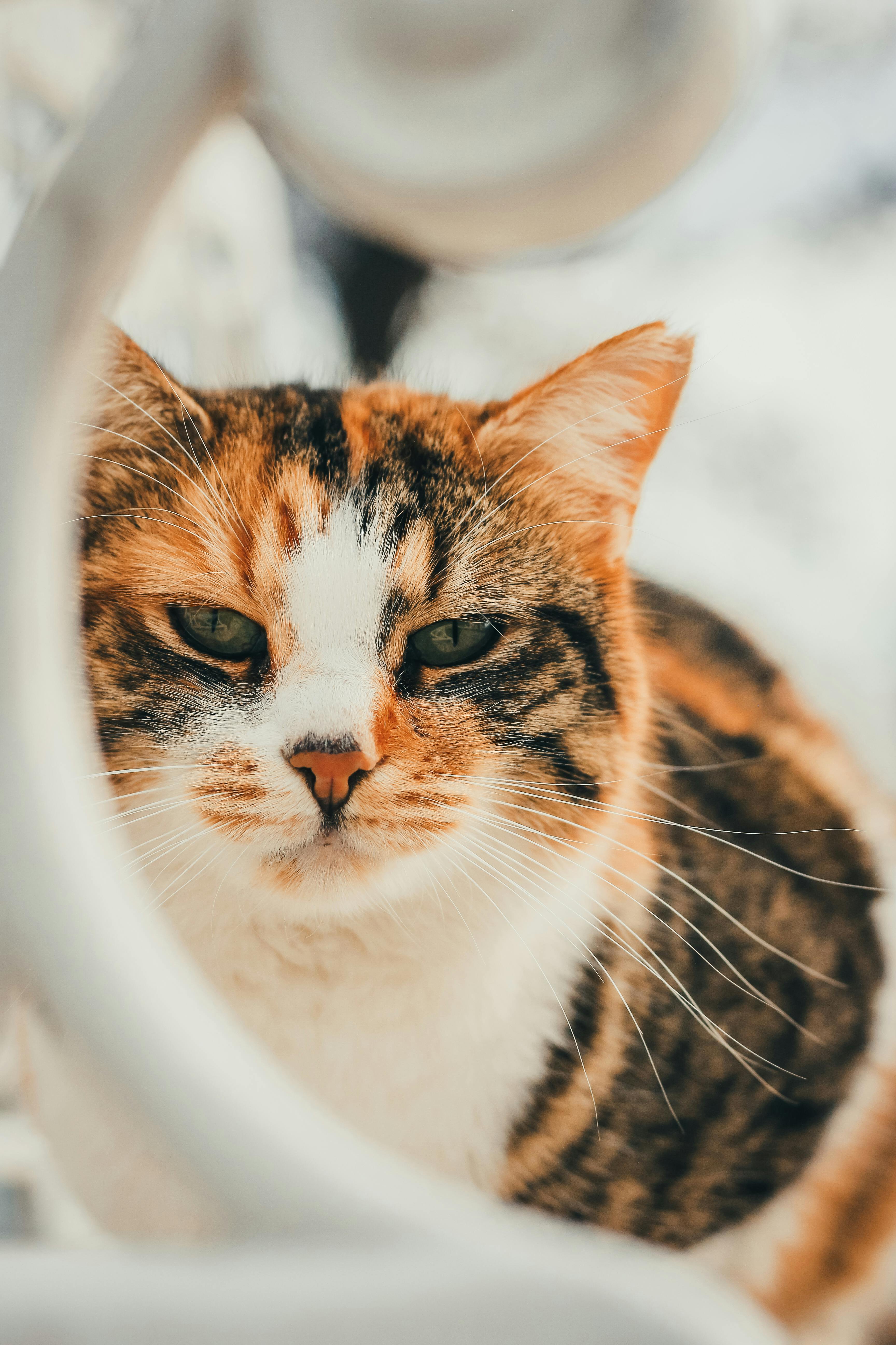 Downy Fury Cat · Free Stock Photo