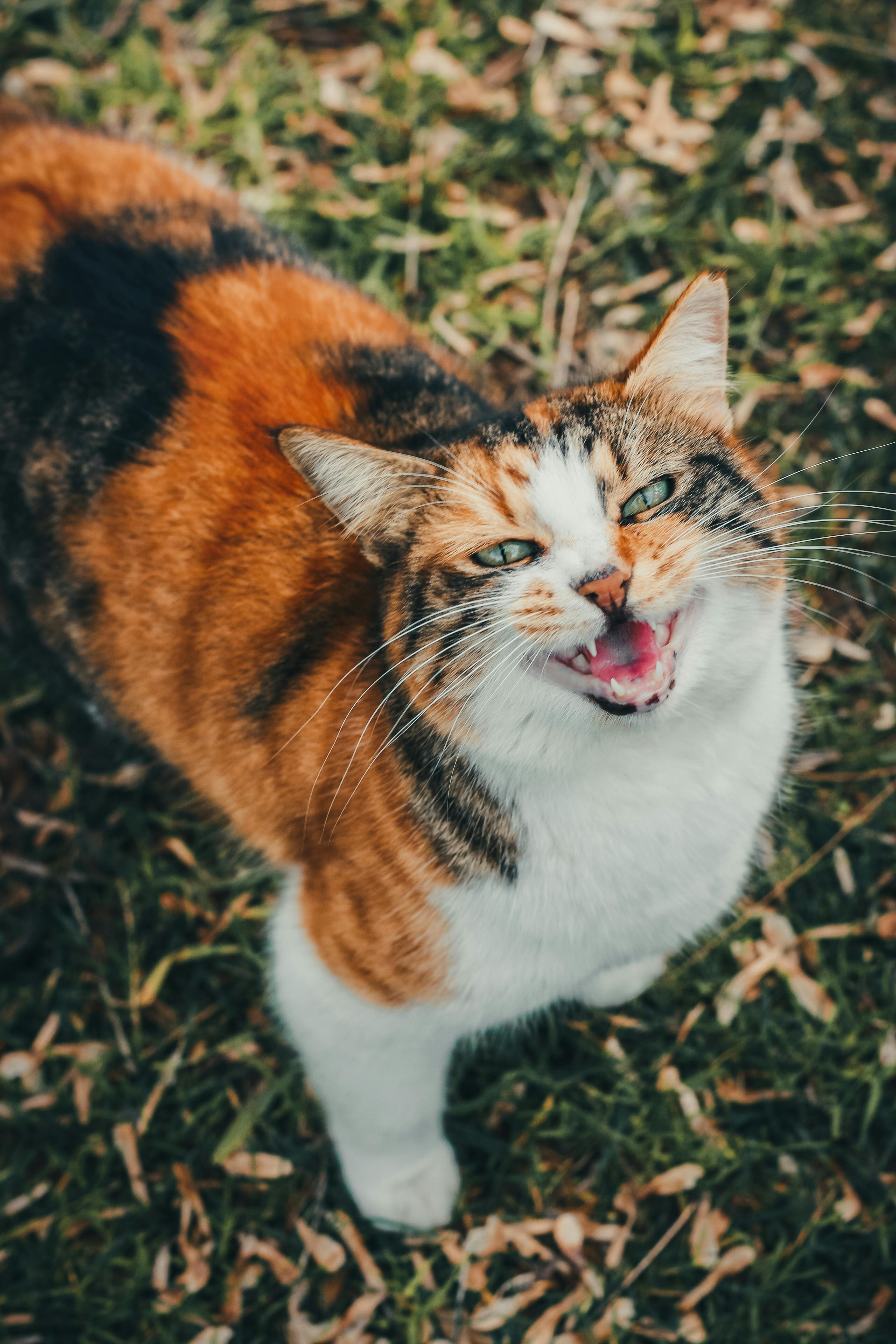 Cat Looking Up · Free Stock Photo