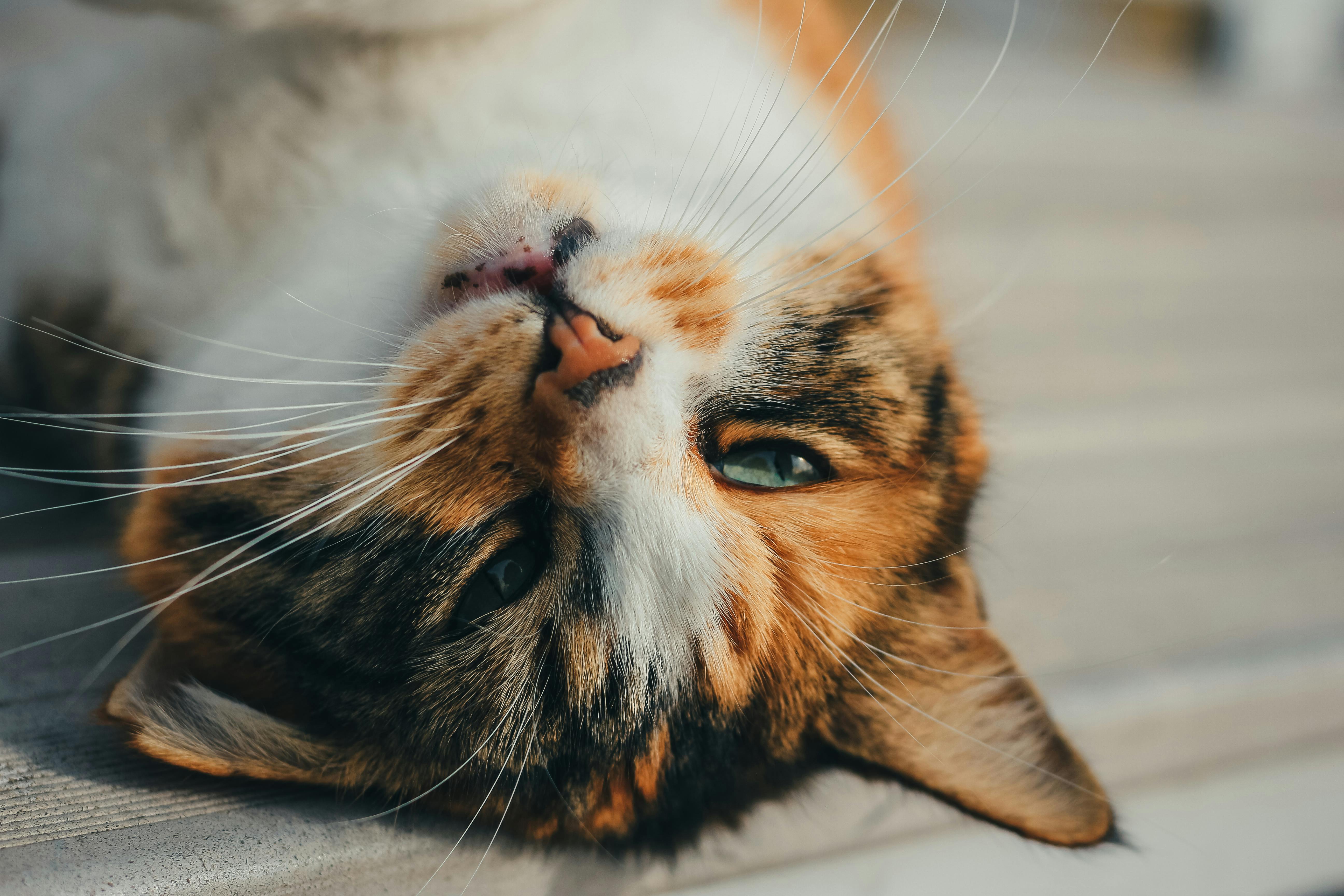 Drowsiness Photos, Download The BEST Free Drowsiness Stock Photos & HD ...