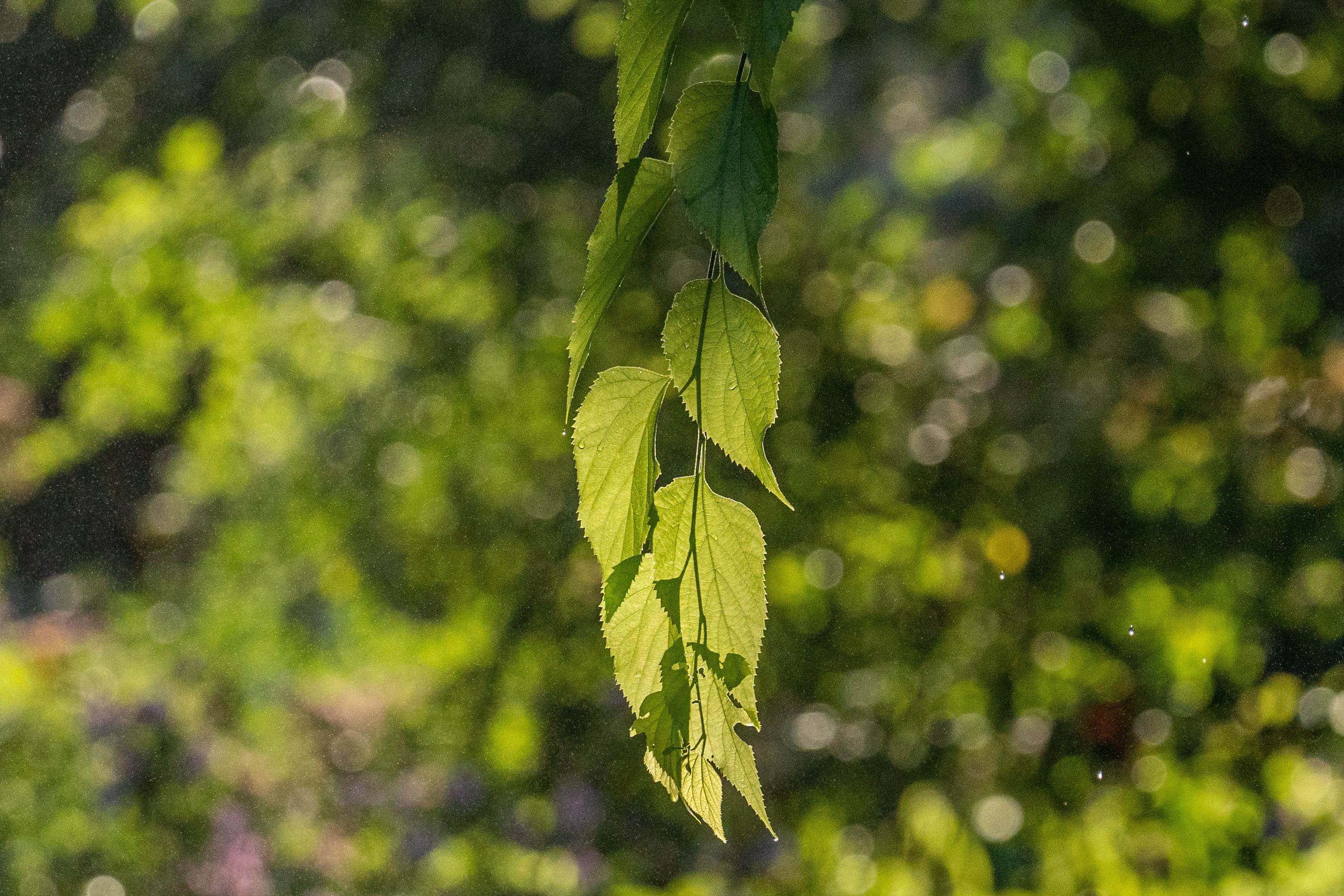 Leaves on a Tree · Free Stock Photo