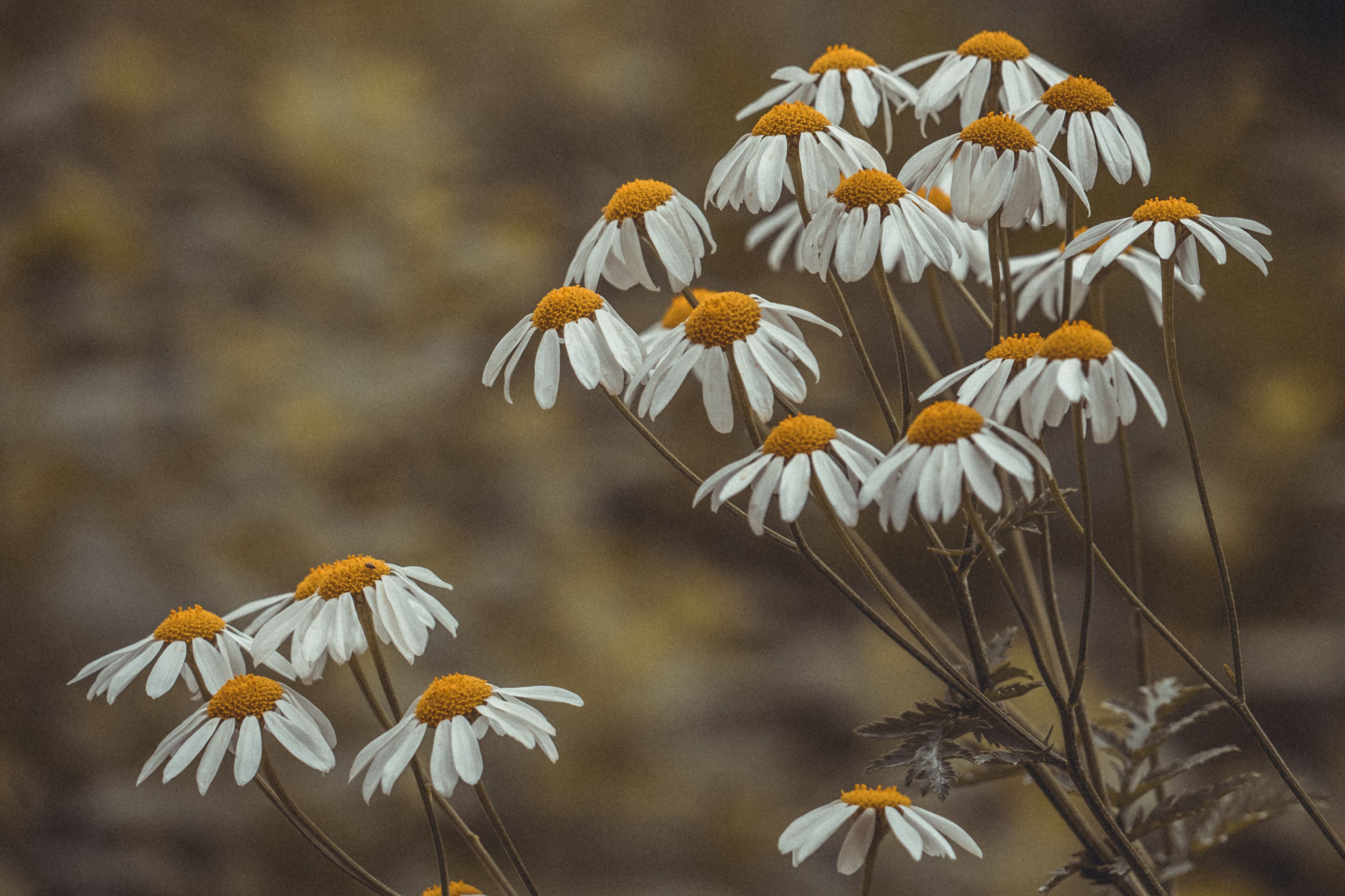 White Chamomile Flowers · Free Stock Photo