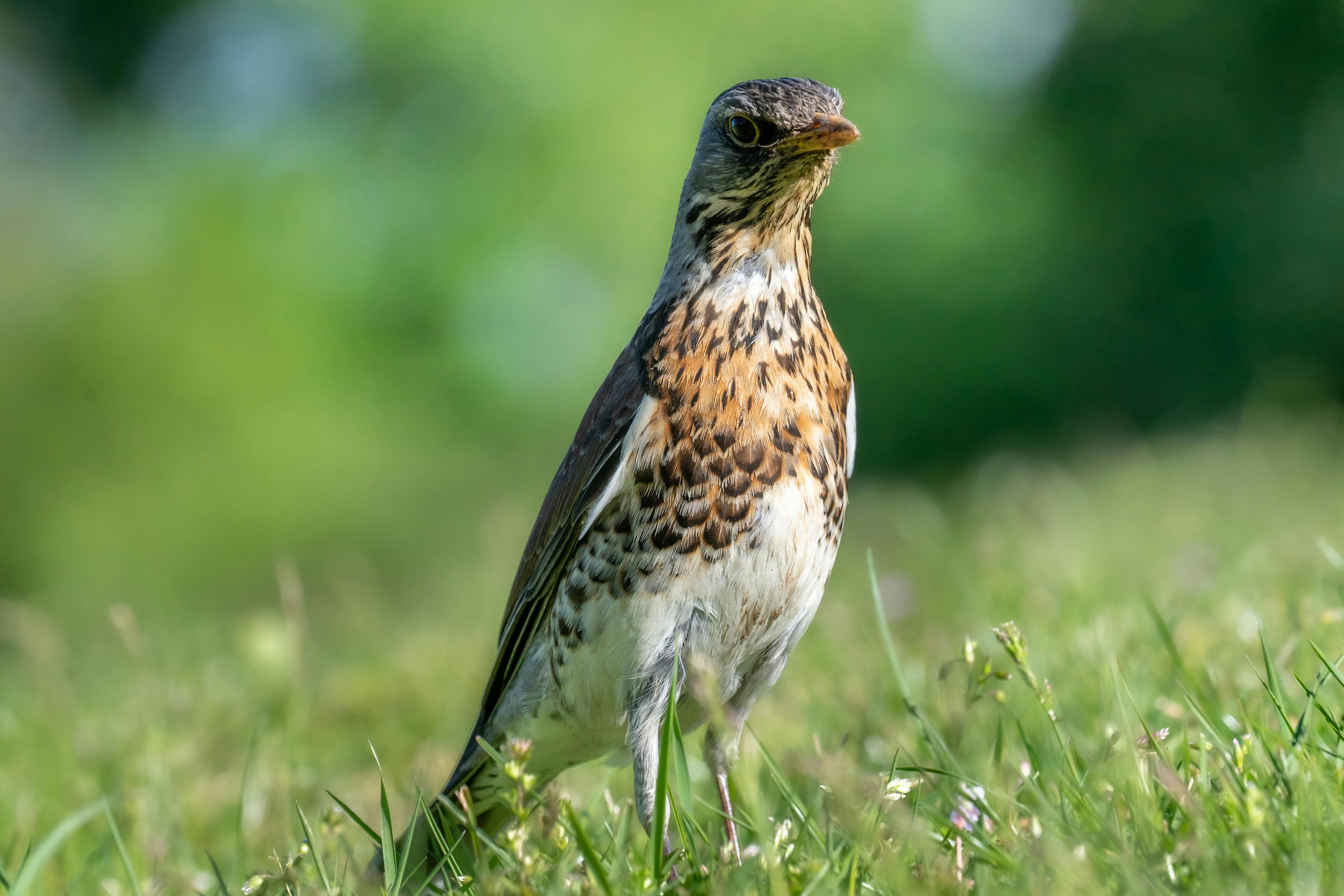 Fieldfare Bird on Grass · Free Stock Photo