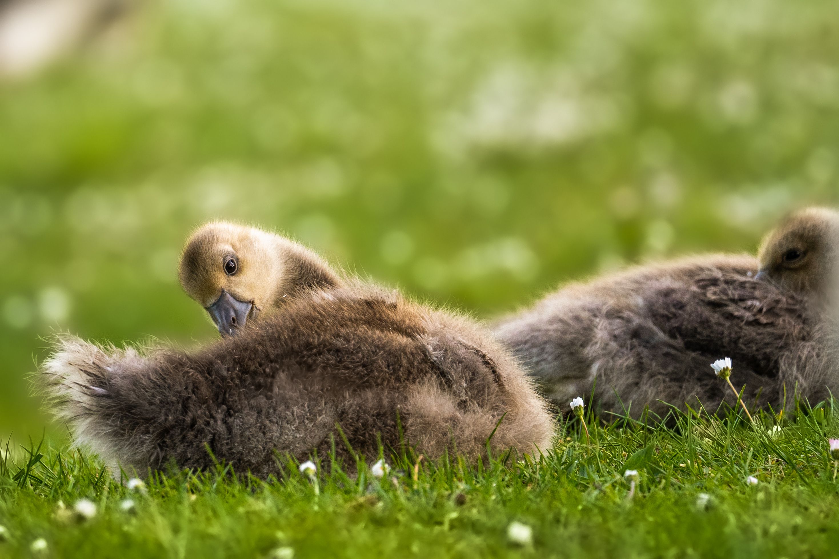 Two baby geese are sitting in the grass · Free Stock Photo