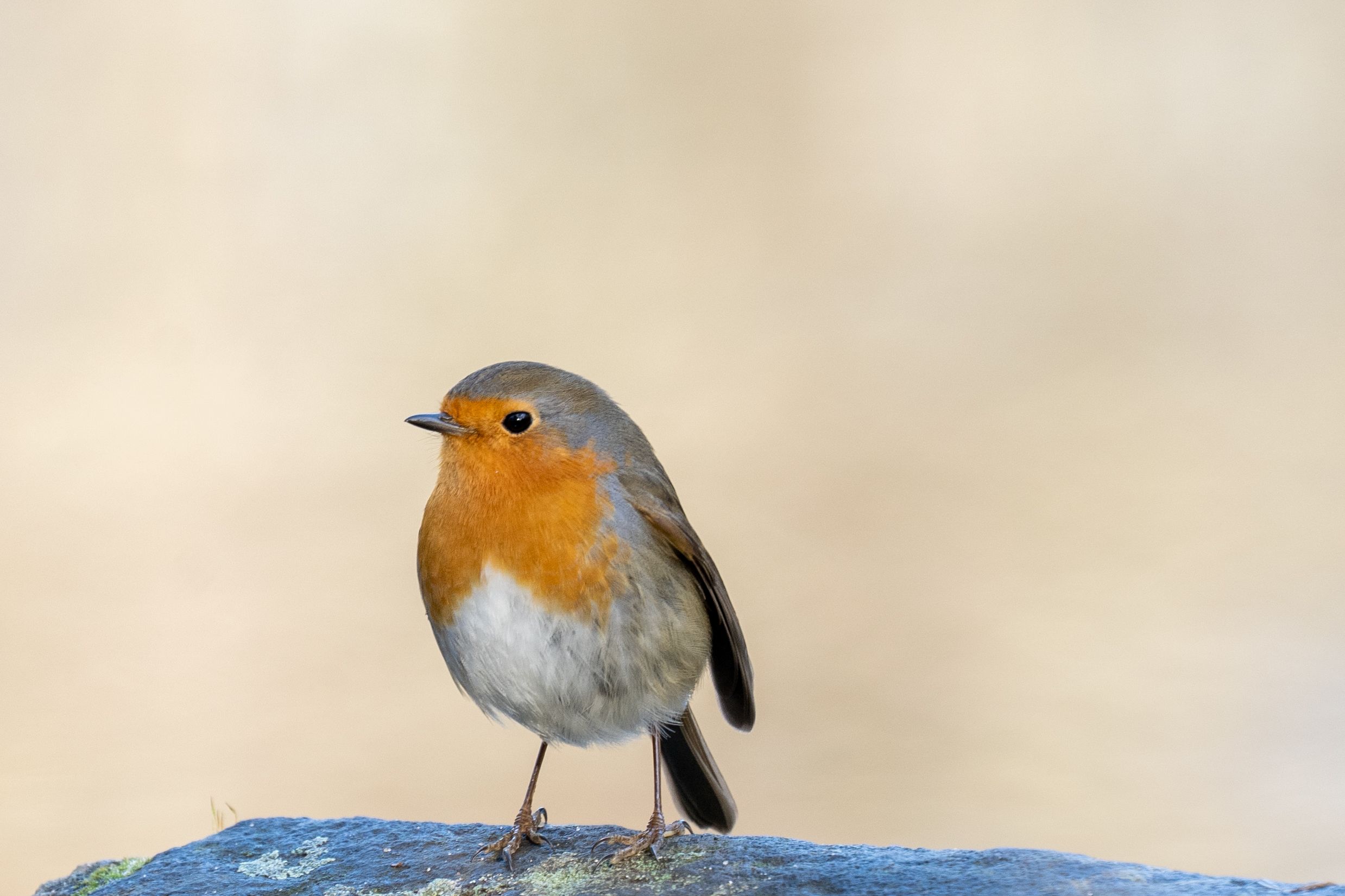 Small European Robin · Free Stock Photo