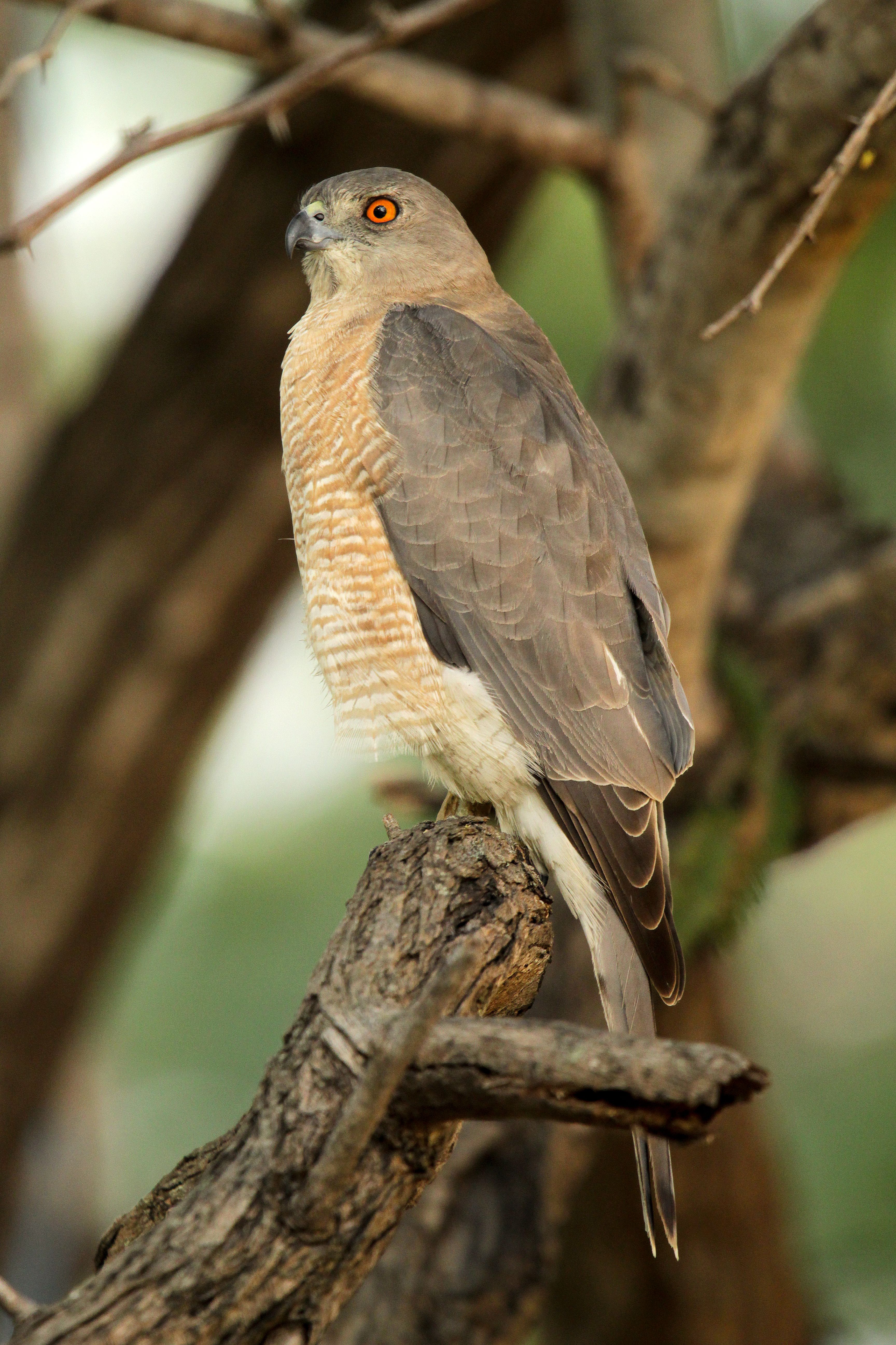 Shikra Bird on Tree · Free Stock Photo