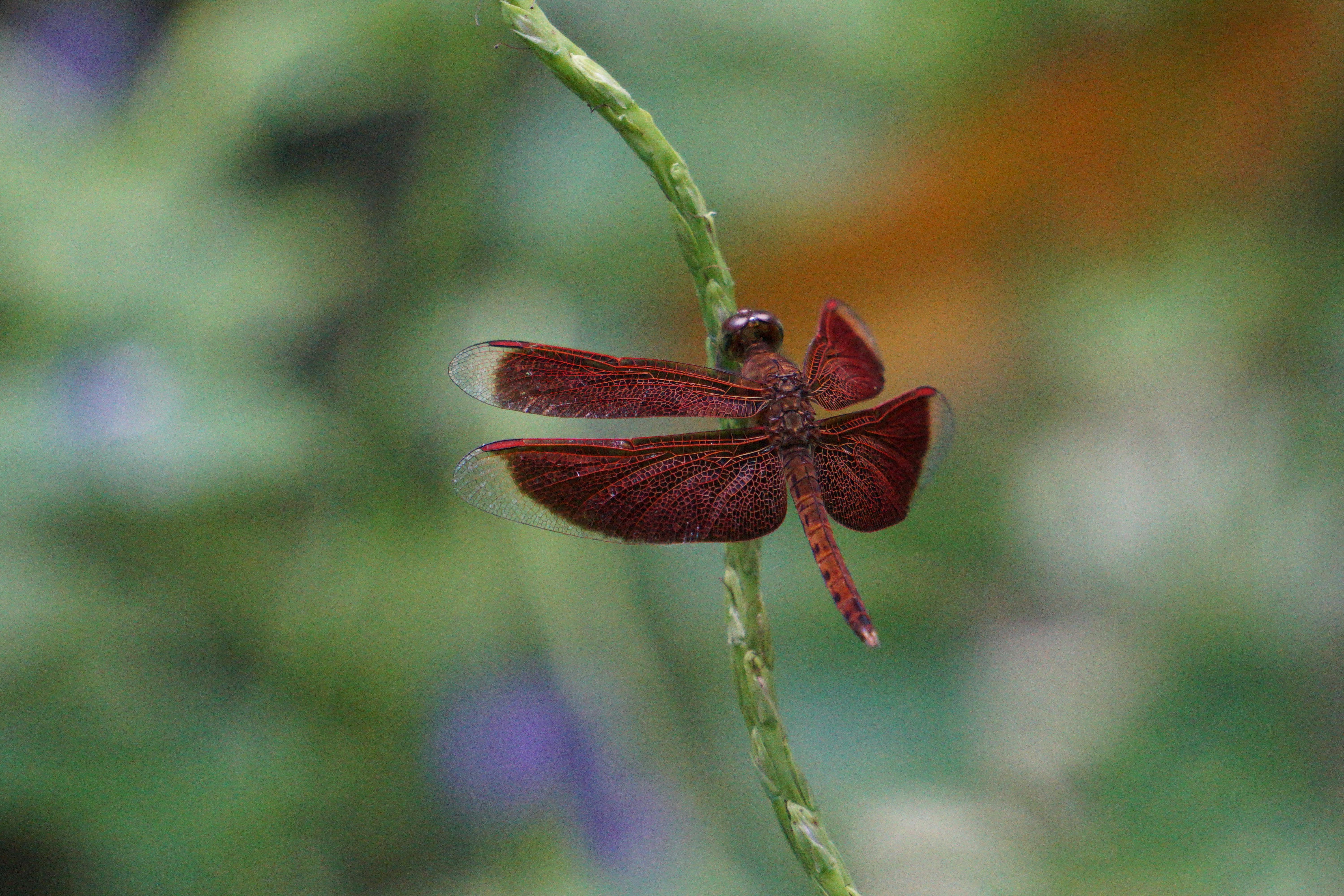 Dragonfly Perched on Human Finger in Closeup Photography · Free Stock Photo