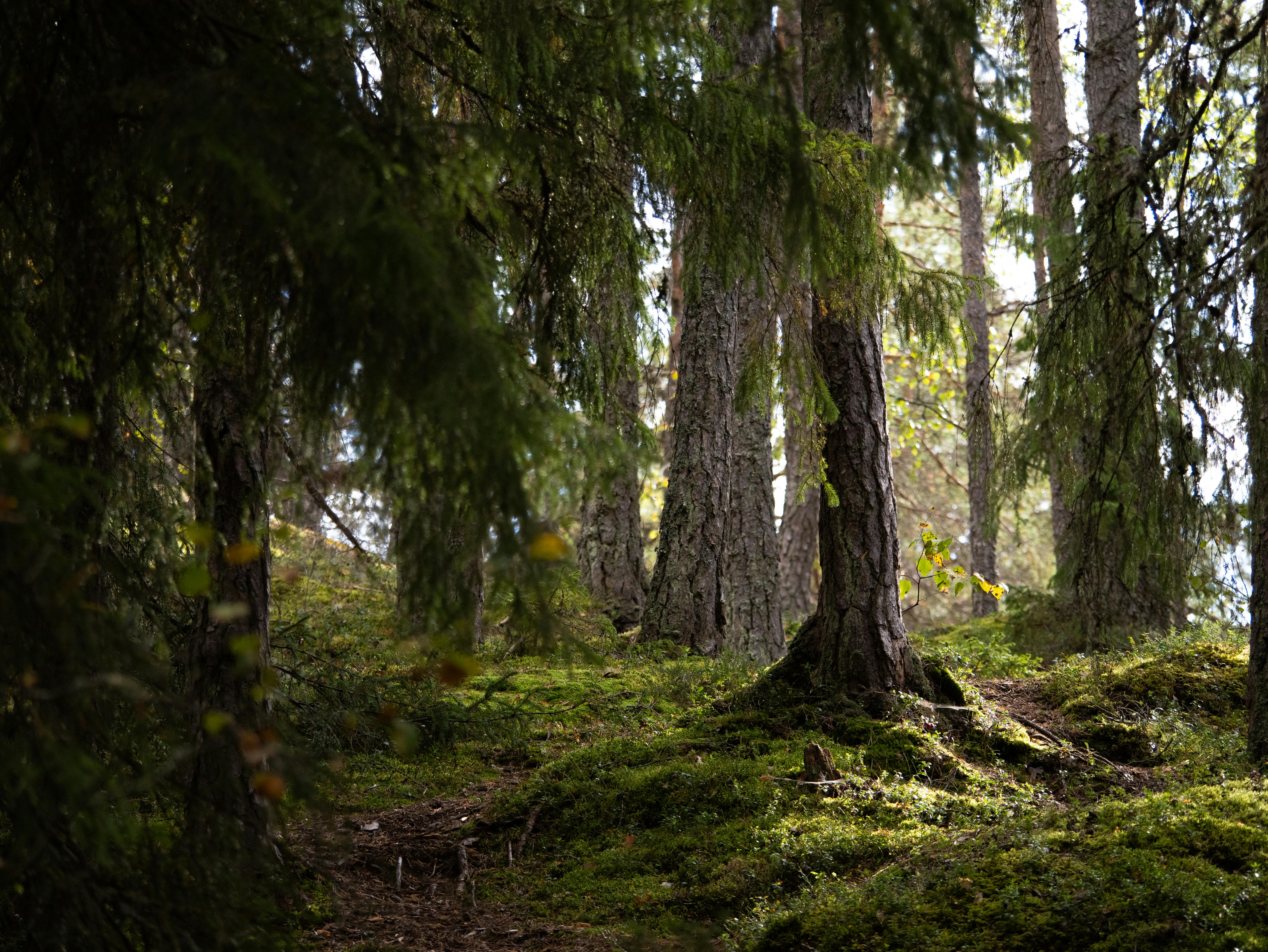 Trees in Forest · Free Stock Photo