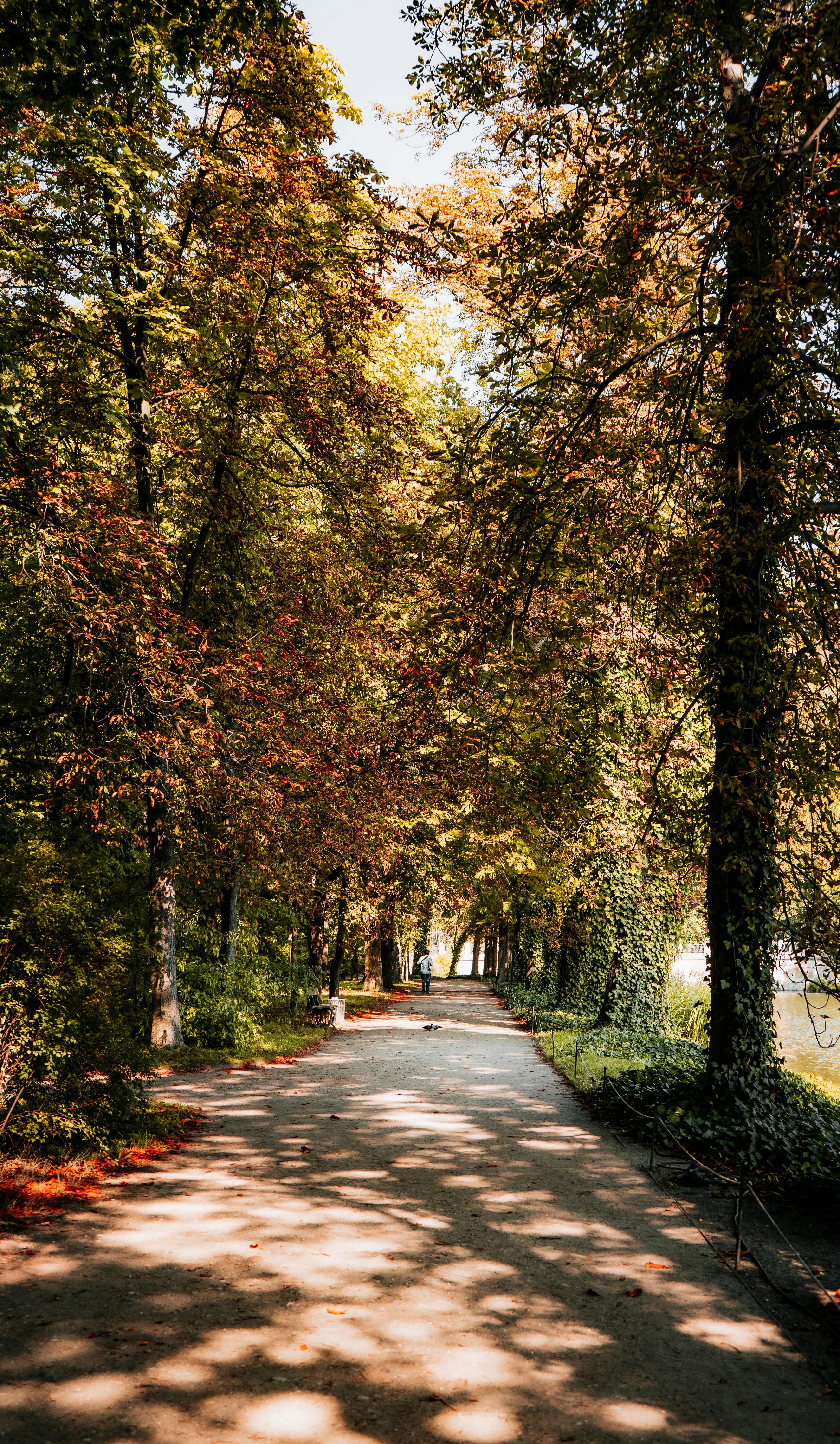 Trees around Park Alley · Free Stock Photo