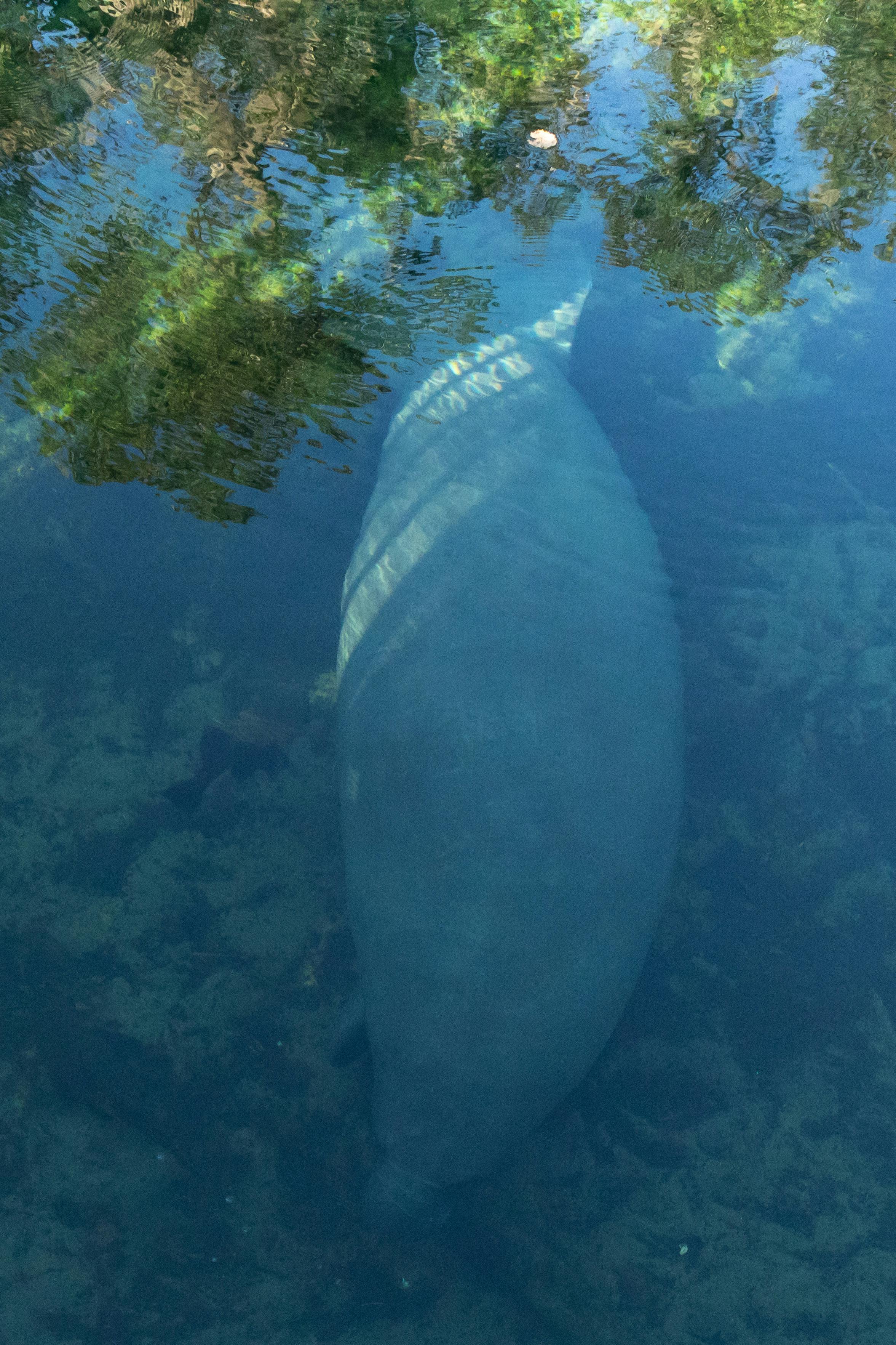 Manatee Photos, Download The BEST Free Manatee Stock Photos & HD Images