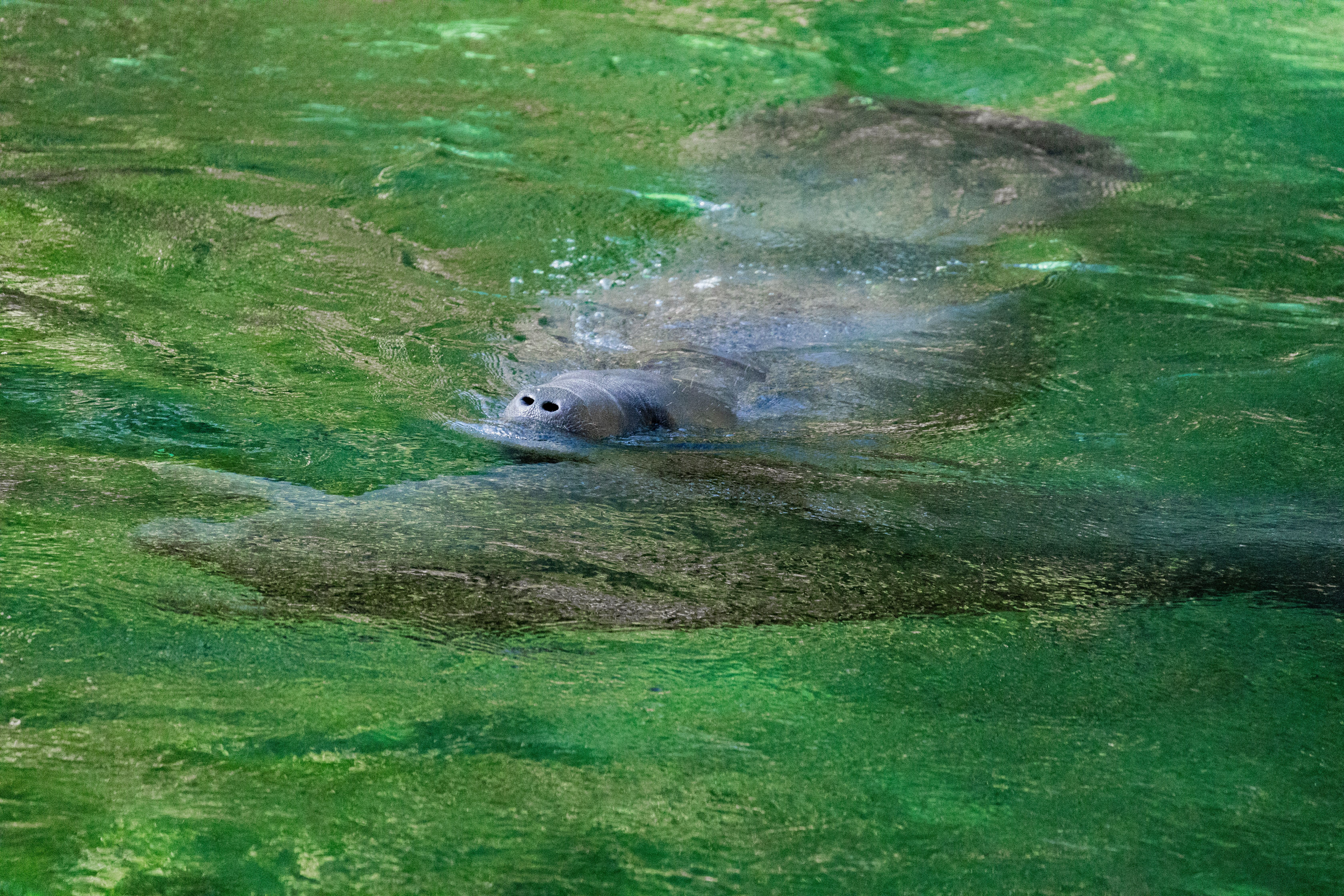 A manatee swimming in the water with green water · Free Stock Photo