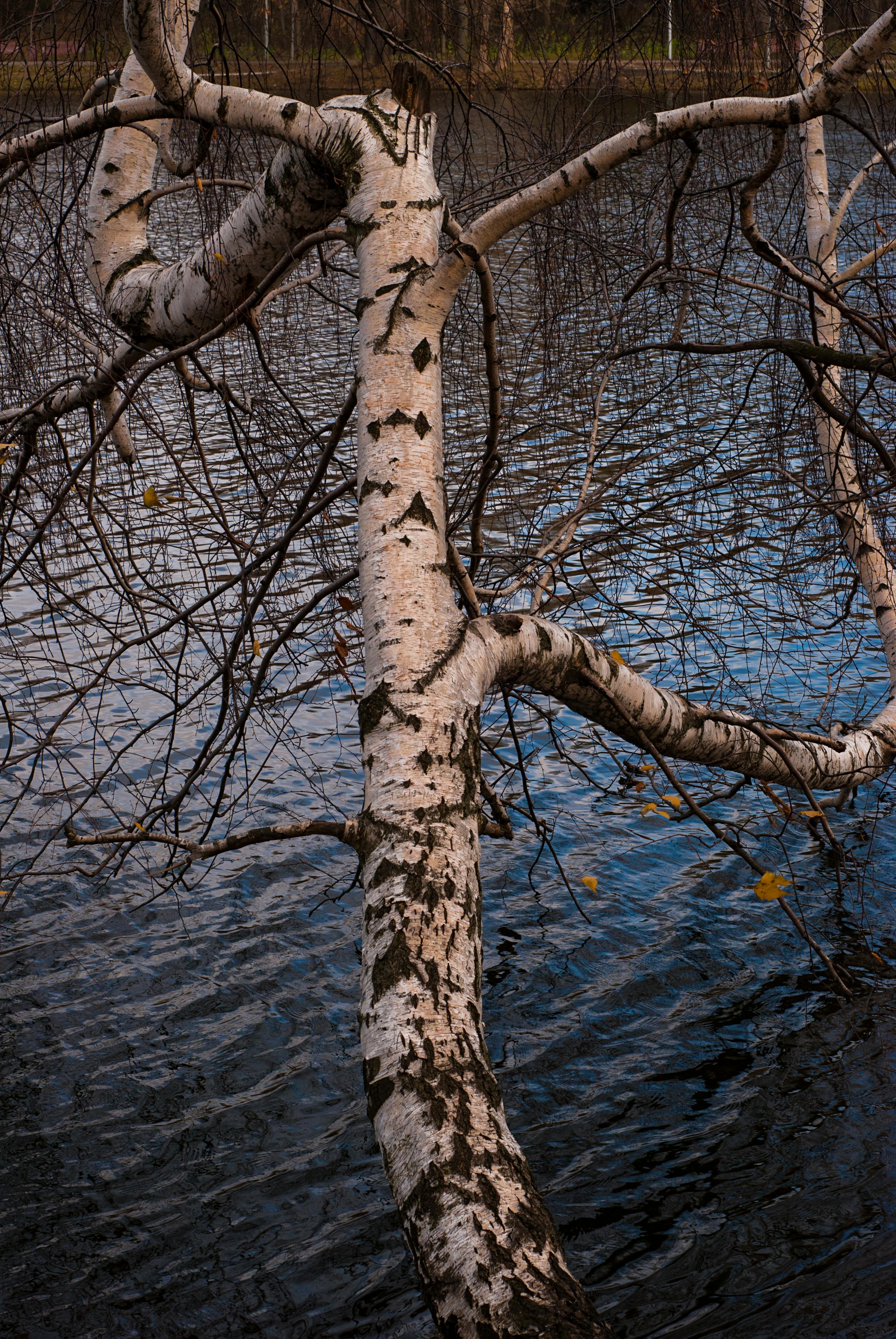 Birch Tree and River · Free Stock Photo