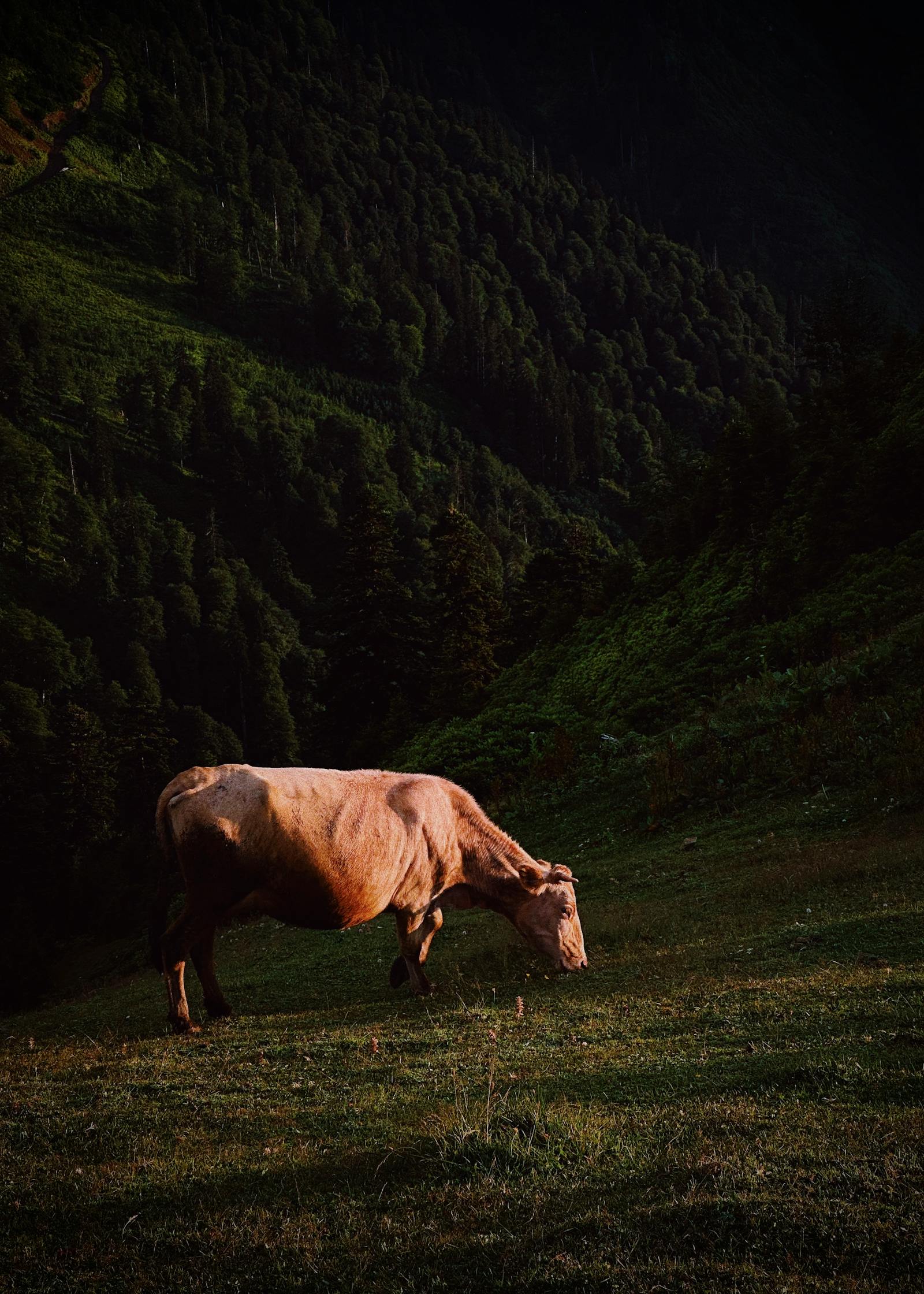 4k Cow Photos, Download The BEST Free 4k Cow Stock Photos & HD Images