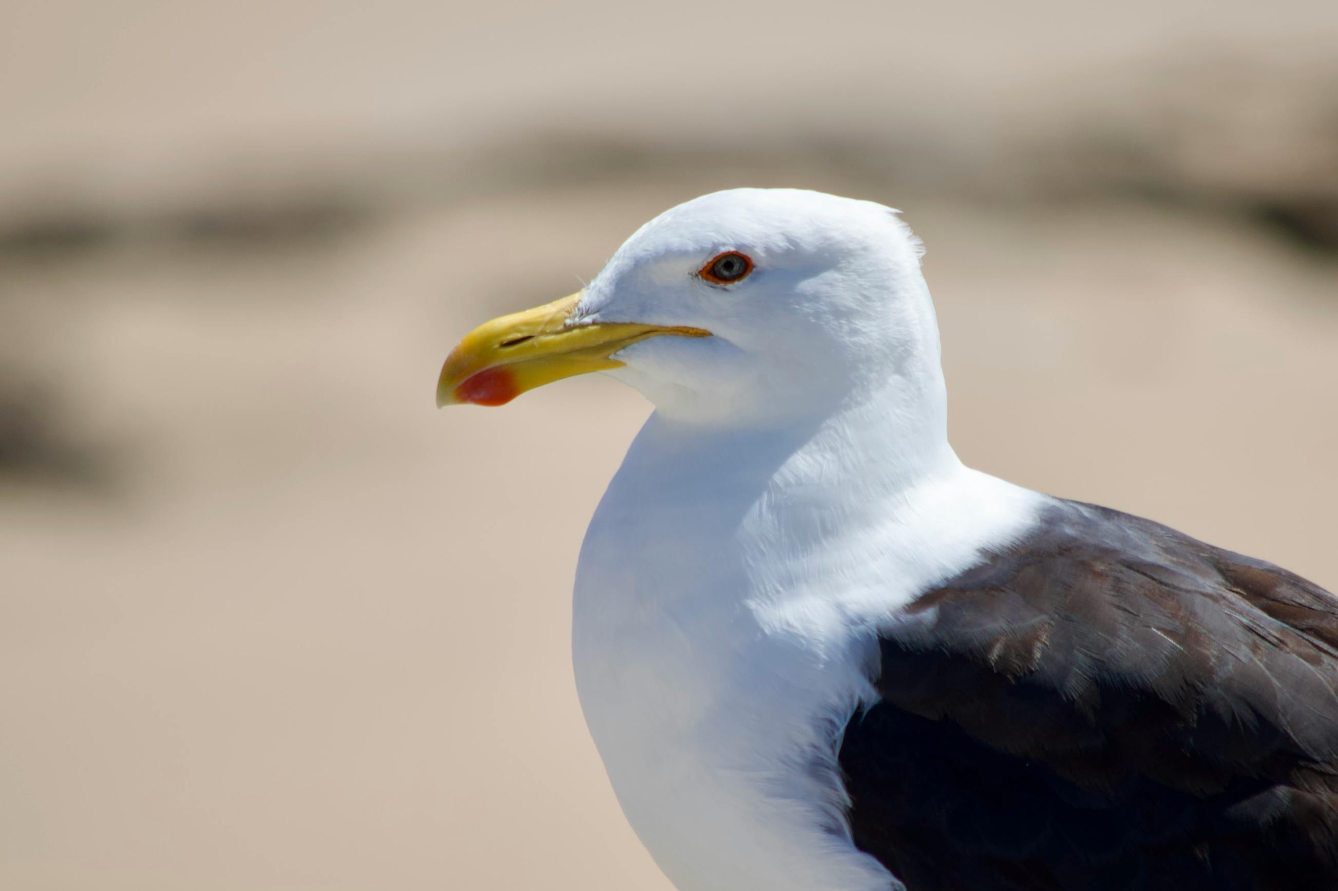 Portrait of Seagull · Free Stock Photo