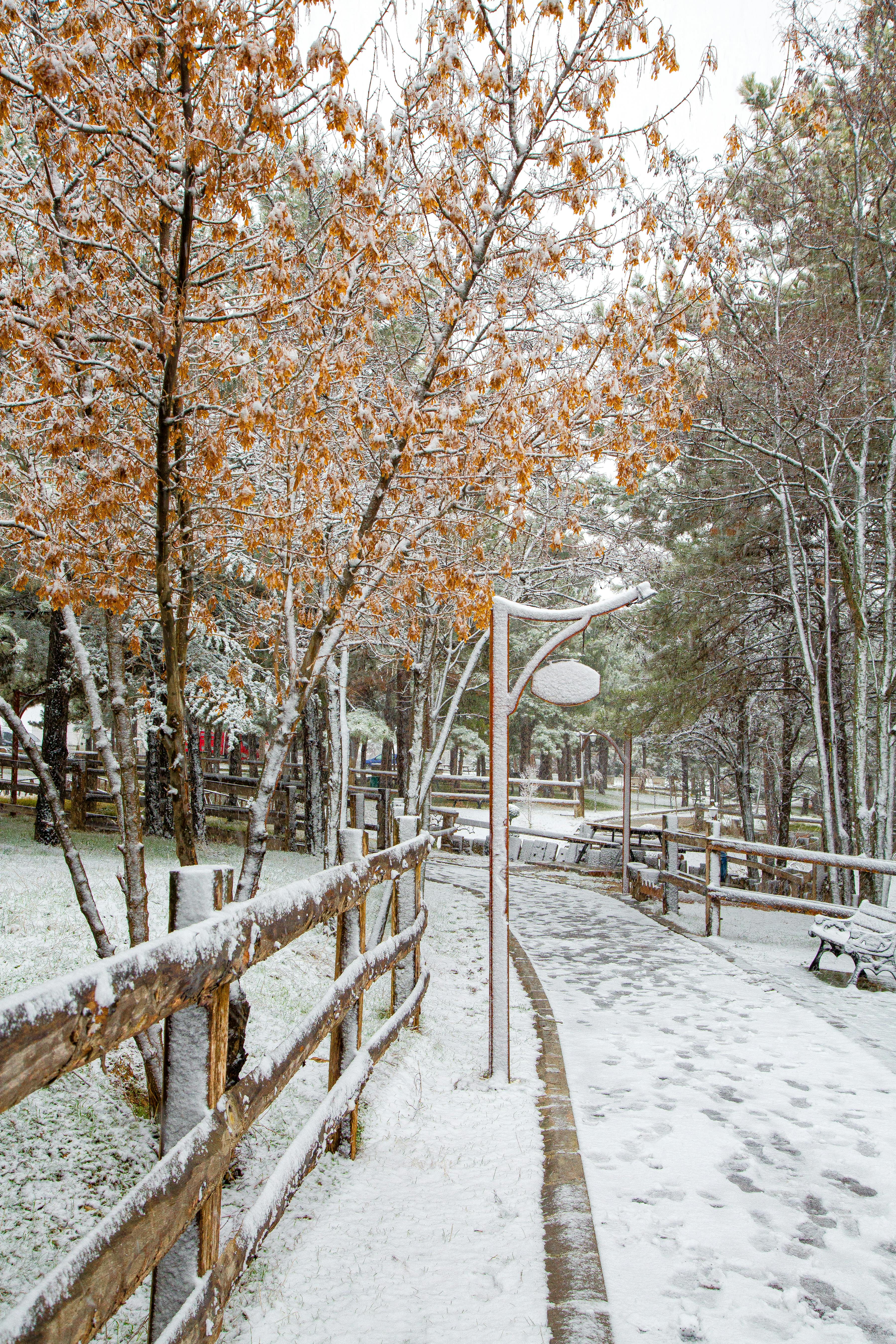 A walkway in the snow with trees and fences · Free Stock Photo