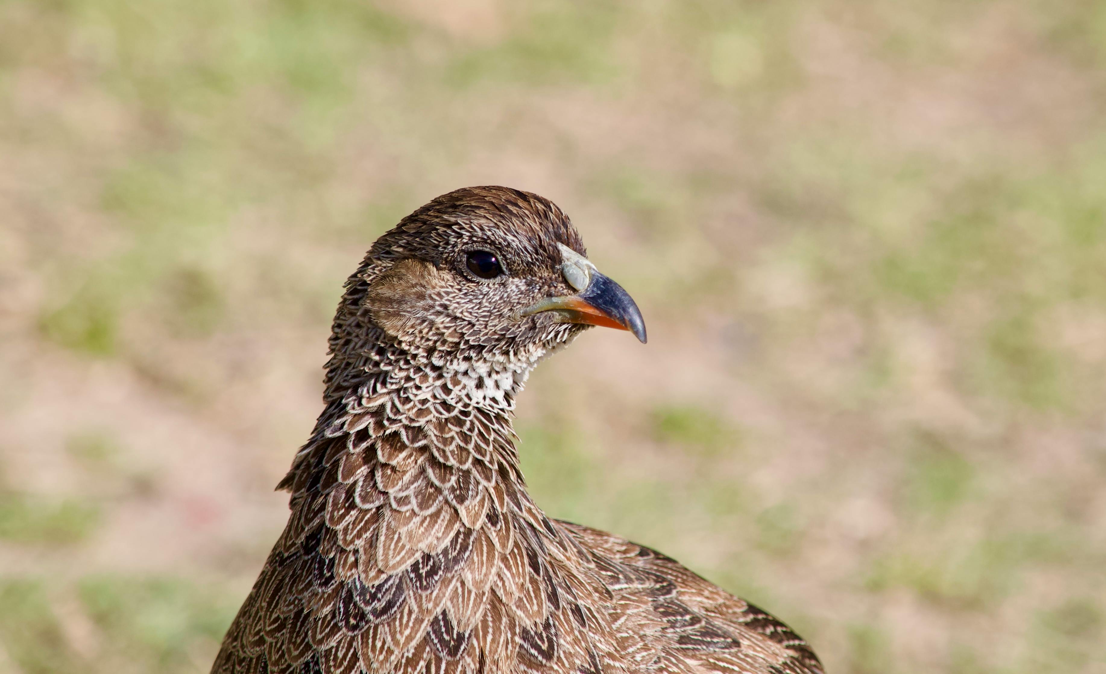 Cape Spurfowl Bird · Free Stock Photo