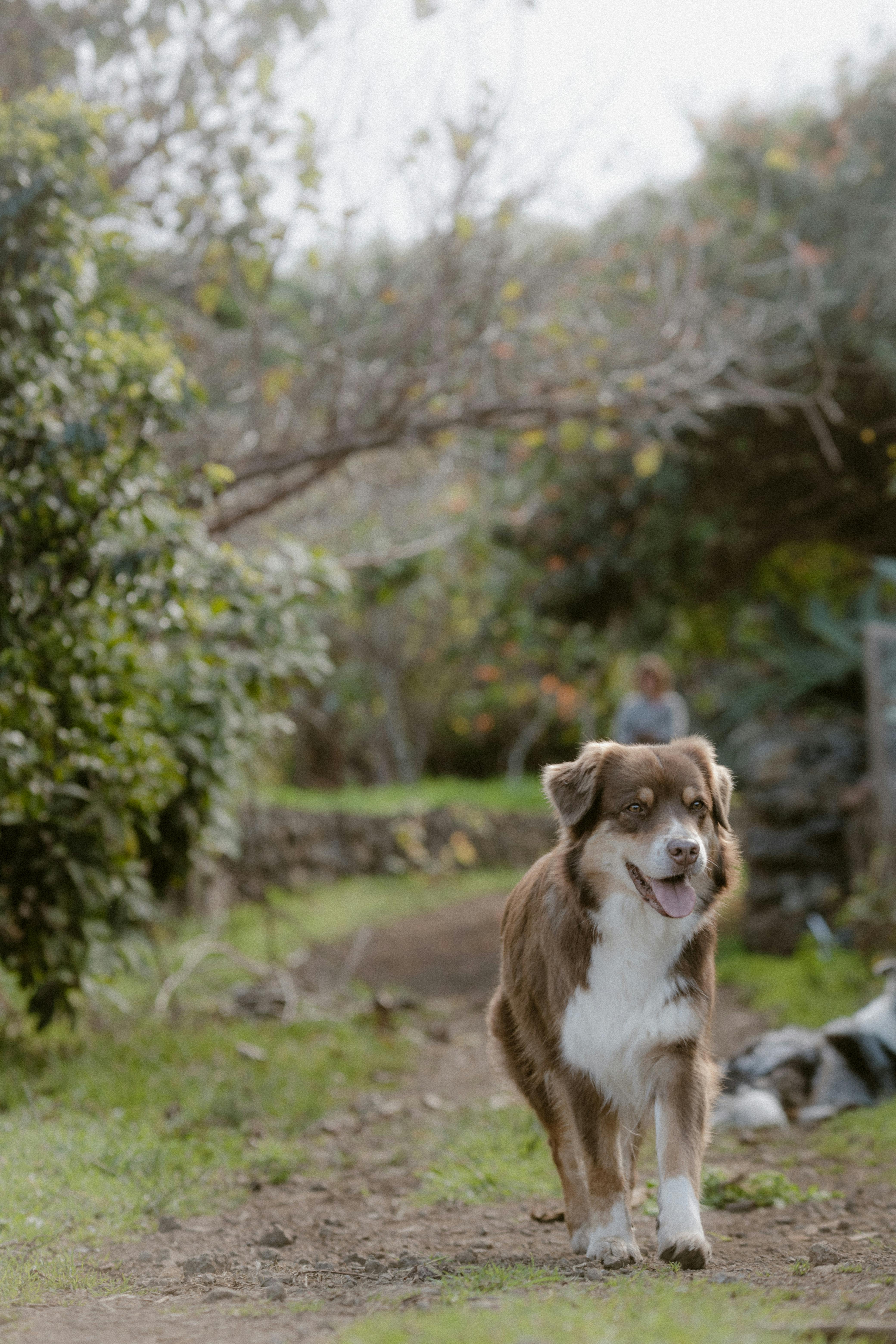 Brown Dog Walking Along the Path · Free Stock Photo