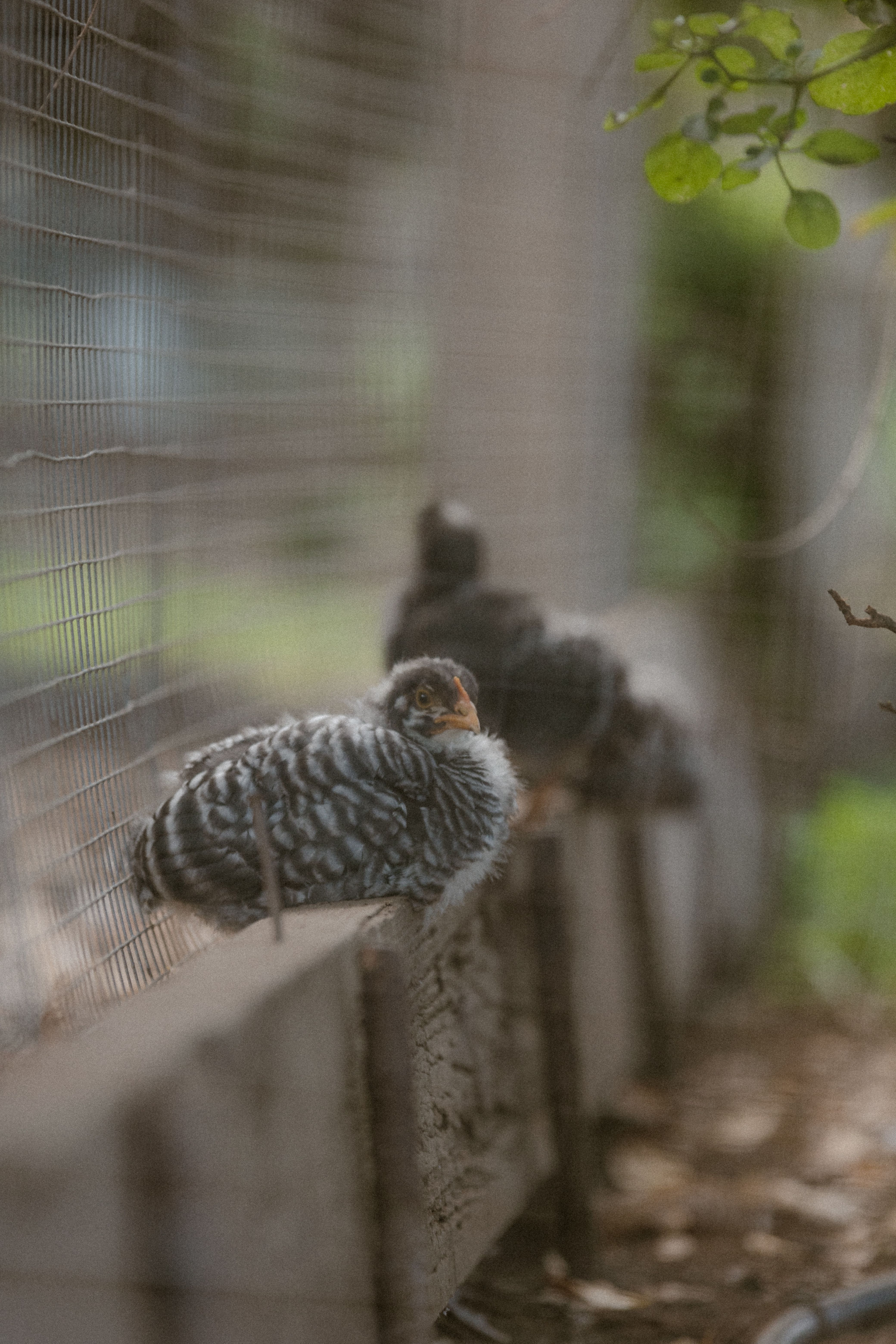Close-up of Small Hens on a Farm · Free Stock Photo