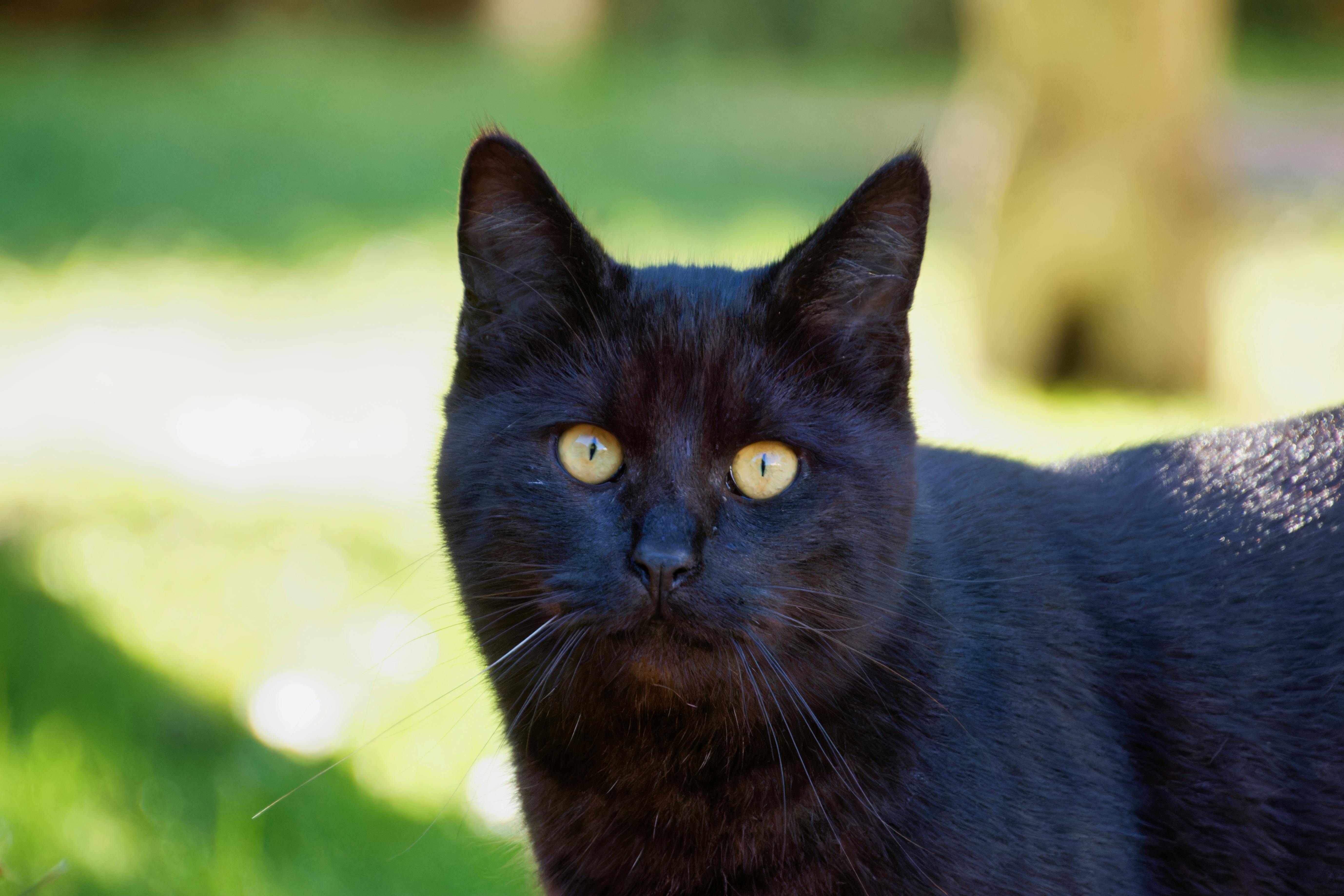 Staring Black Cat · Free Stock Photo