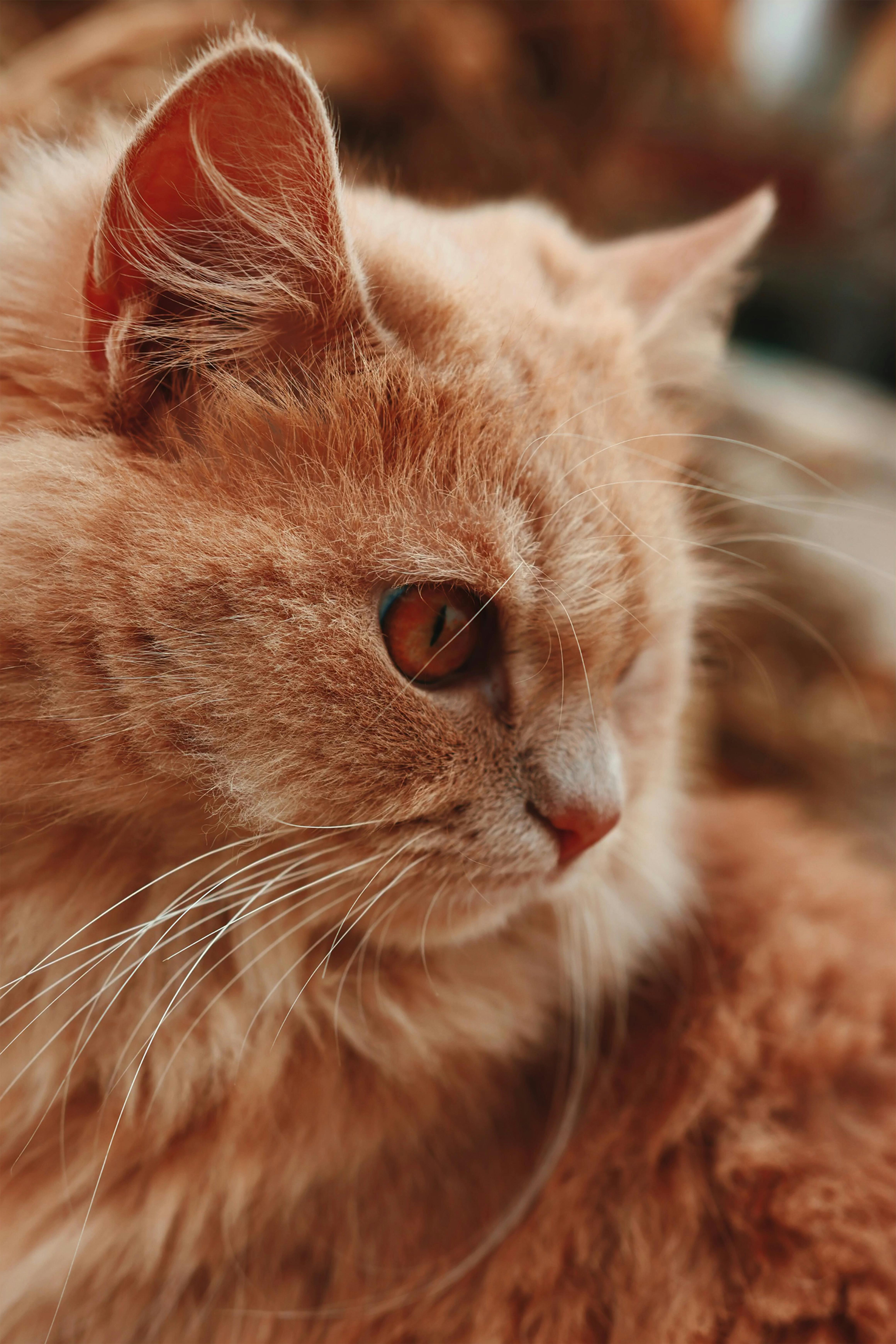 Close-up of a Ginger Kitten · Free Stock Photo