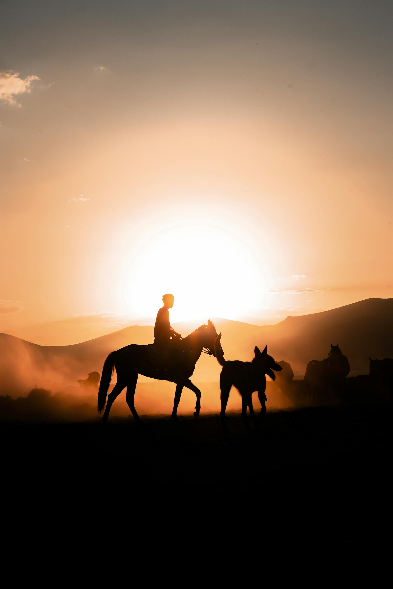 Dog Sunset Photos, Download The BEST Free Dog Sunset Stock Photos & HD ...