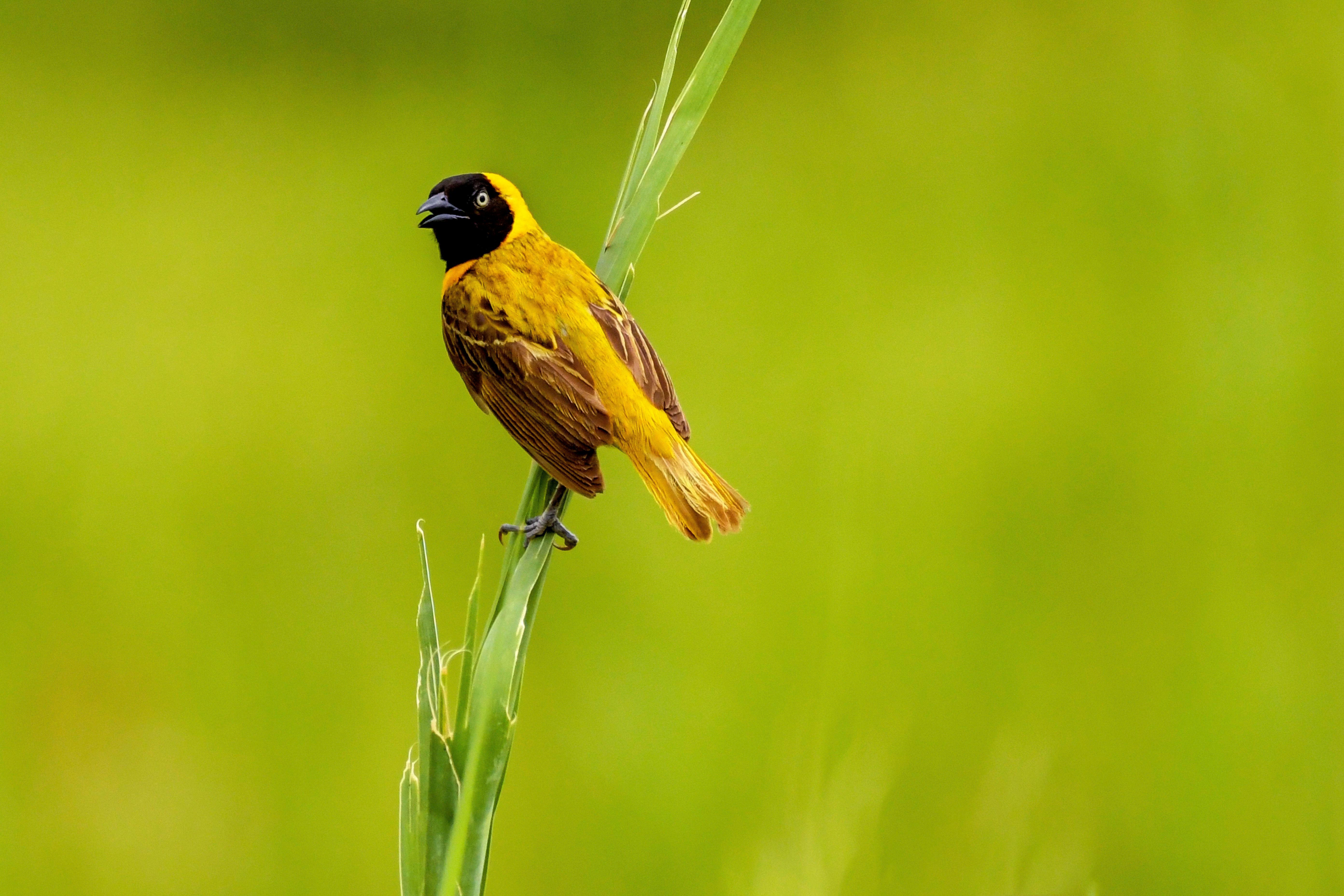 Bird Perched On Grass · Free Stock Photo
