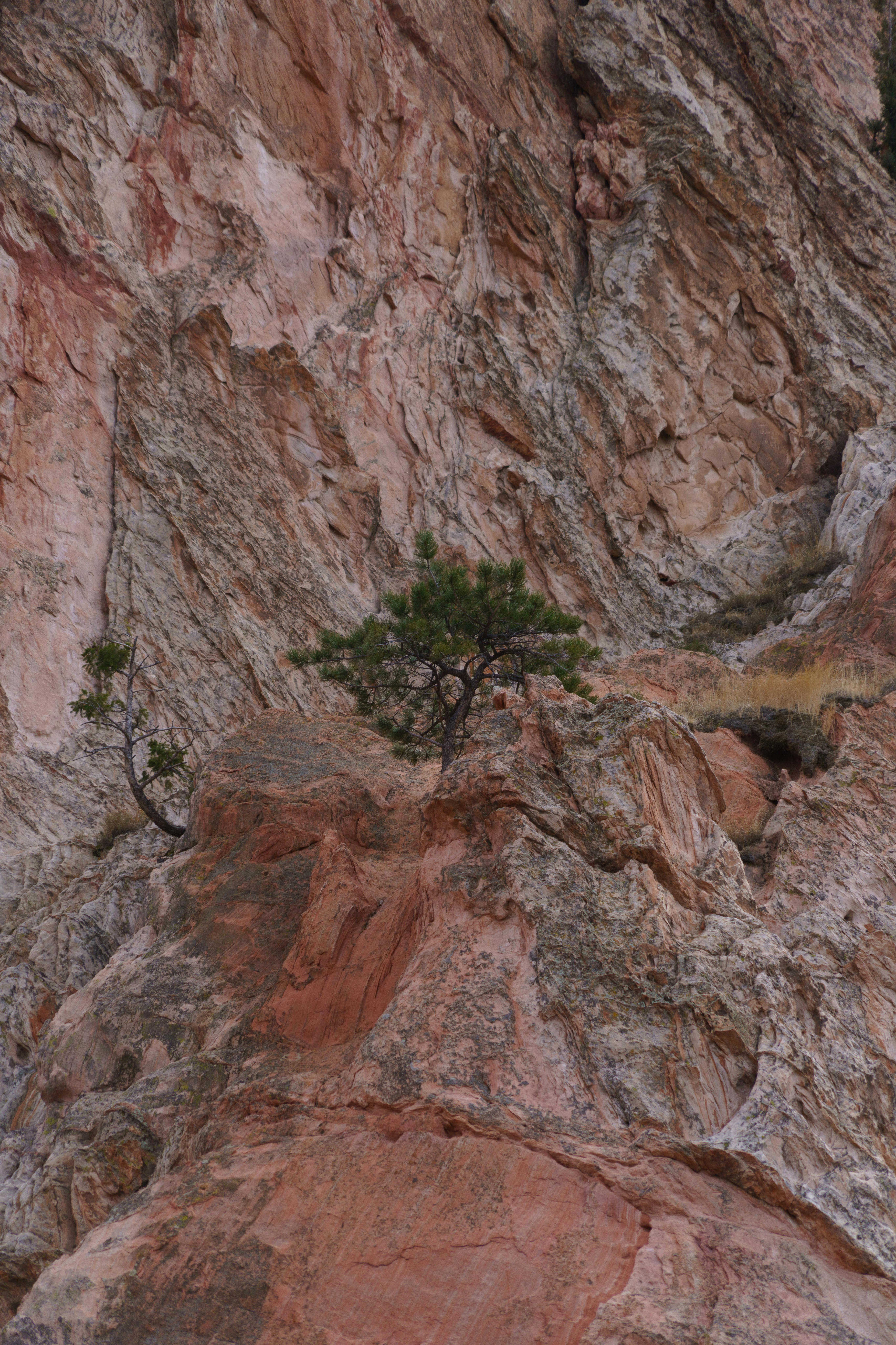 A lone tree growing on the side of a cliff · Free Stock Photo