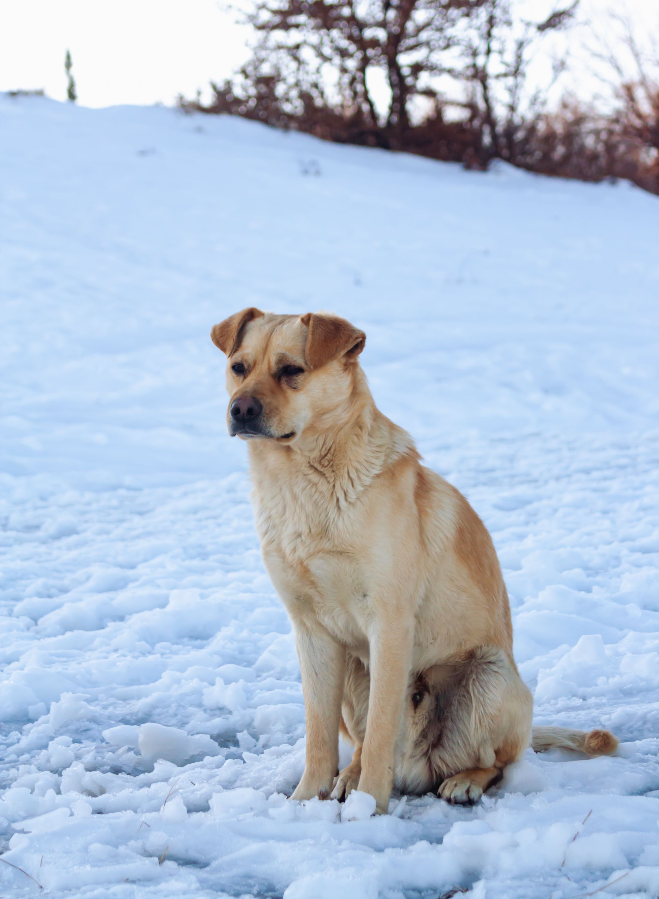Dog Sitting on Slope in Snow · Free Stock Photo