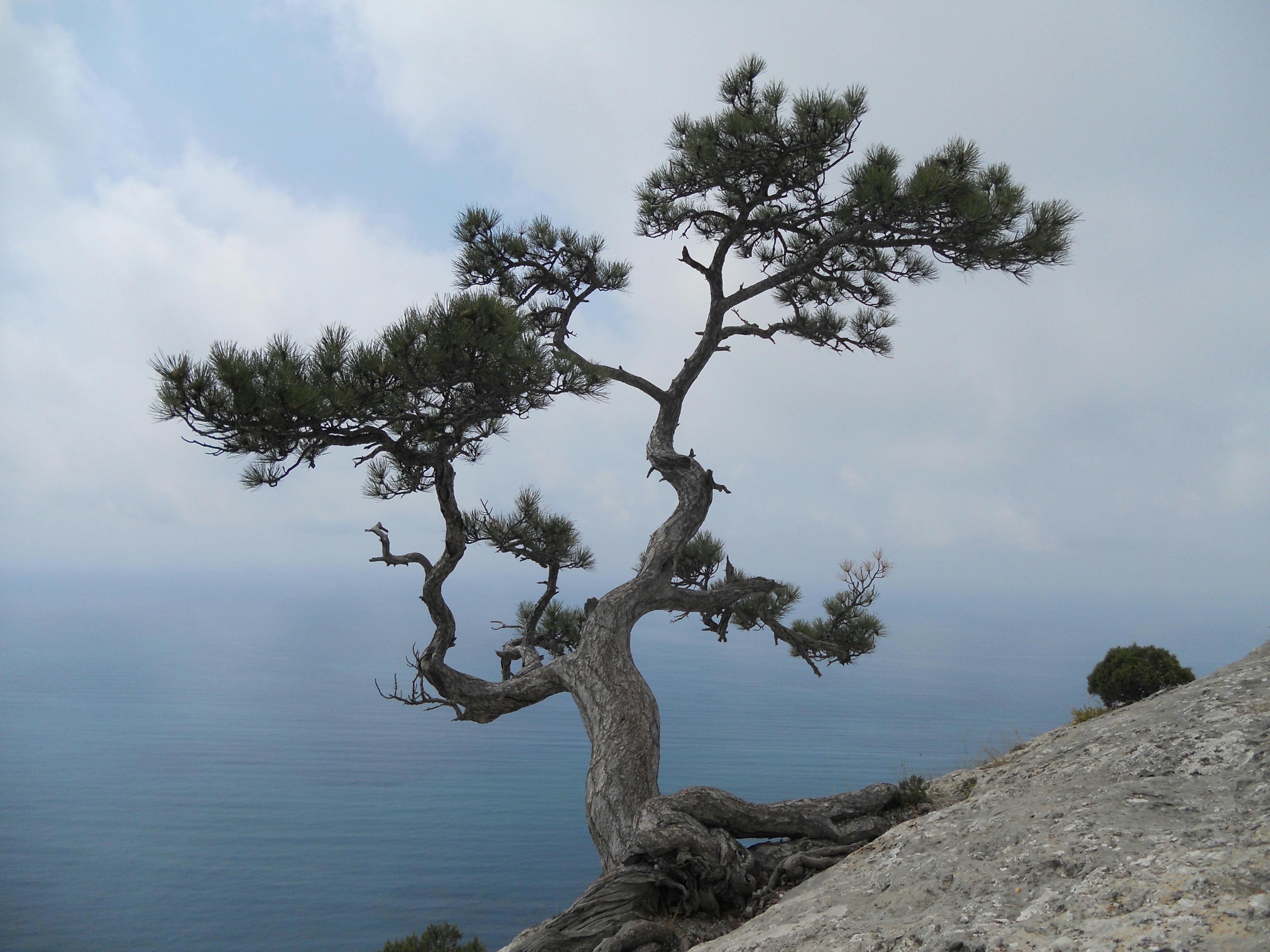 A Pine Tree Growing on a Cliff on a Seashore · Free Stock Photo