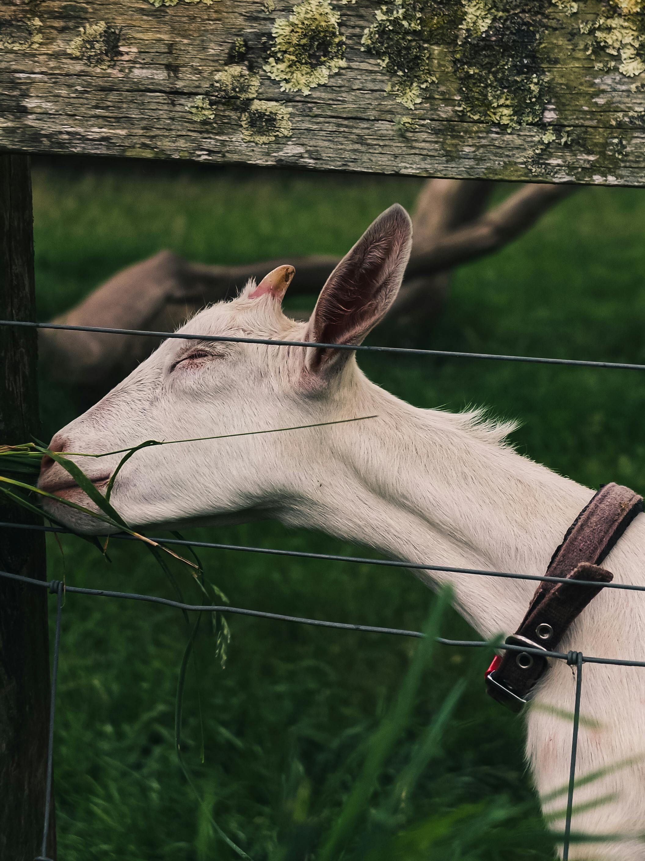 Goat Eat Grass through Fence · Free Stock Photo
