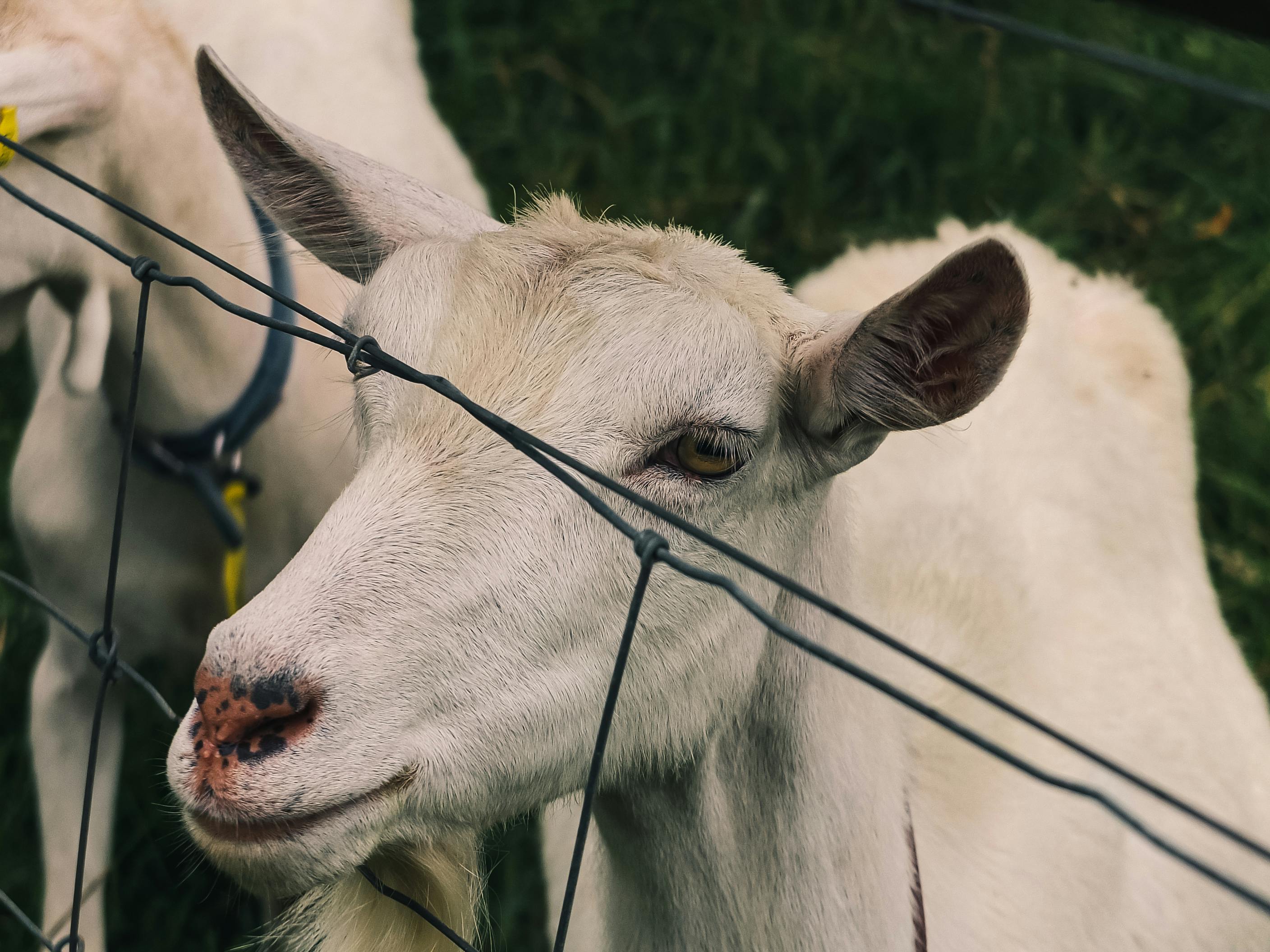 Goat Milk Versus Cow Milk Photos, Download The BEST Free Goat Milk ...