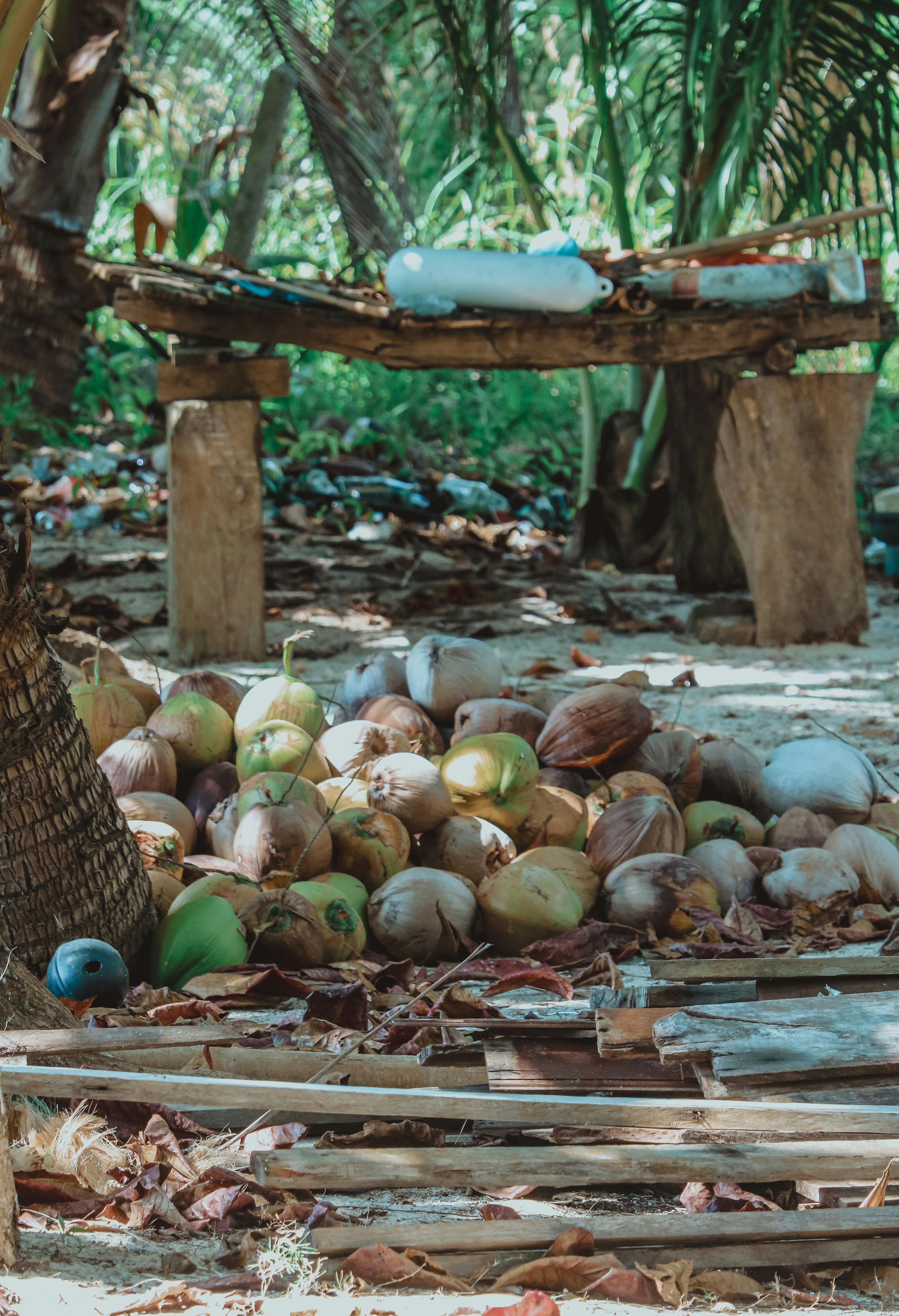 Stack of Coconuts on Ground · Free Stock Photo
