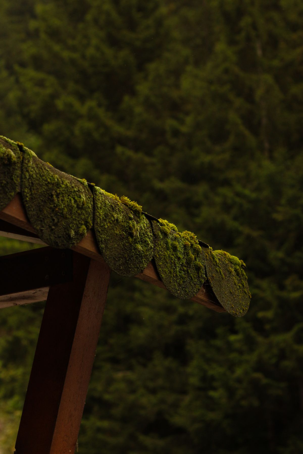 Moss Fence Photos, Download The BEST Free Moss Fence Stock Photos & HD ...