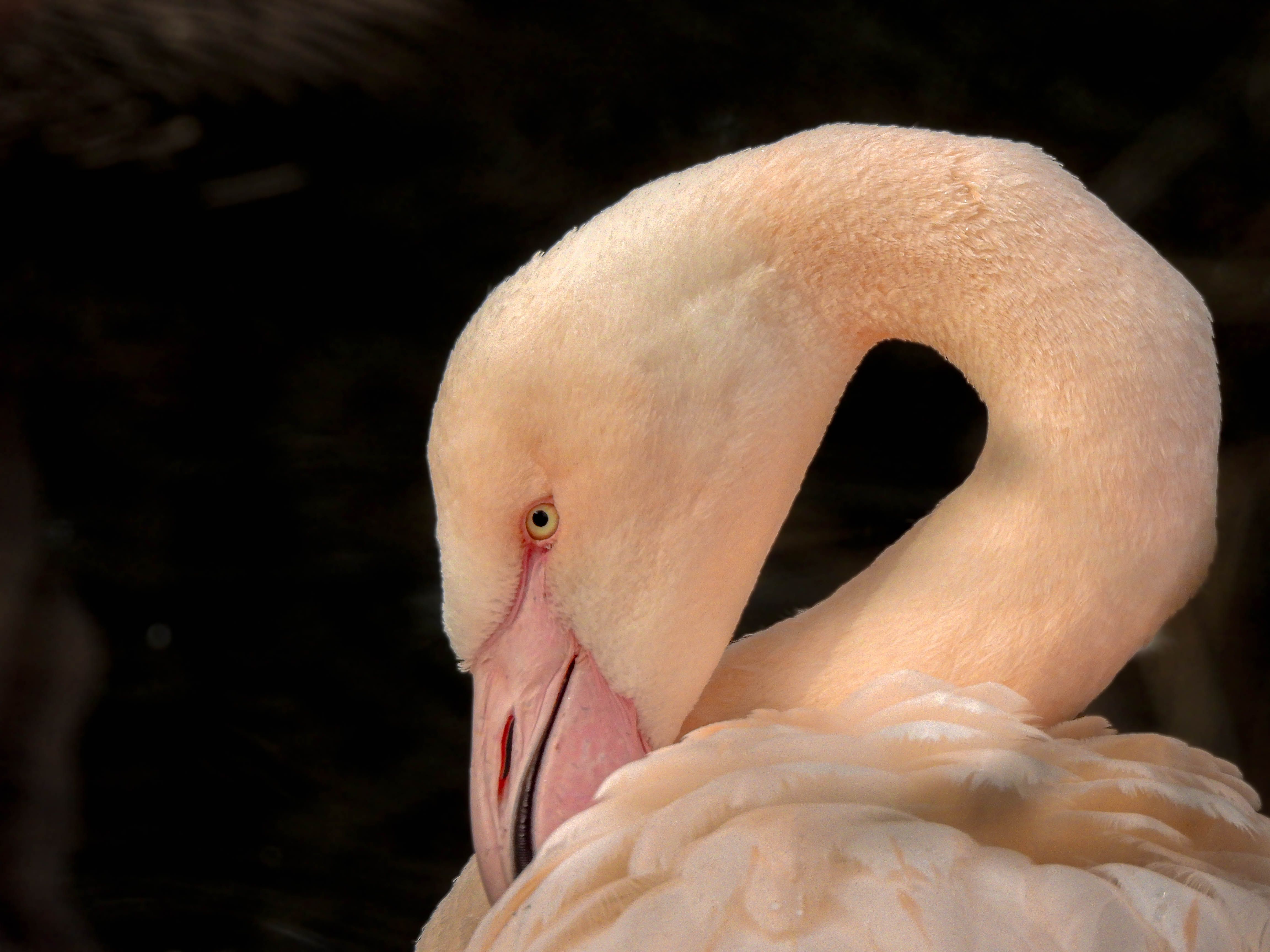 Close-Up Shot of a Flamingo · Free Stock Photo