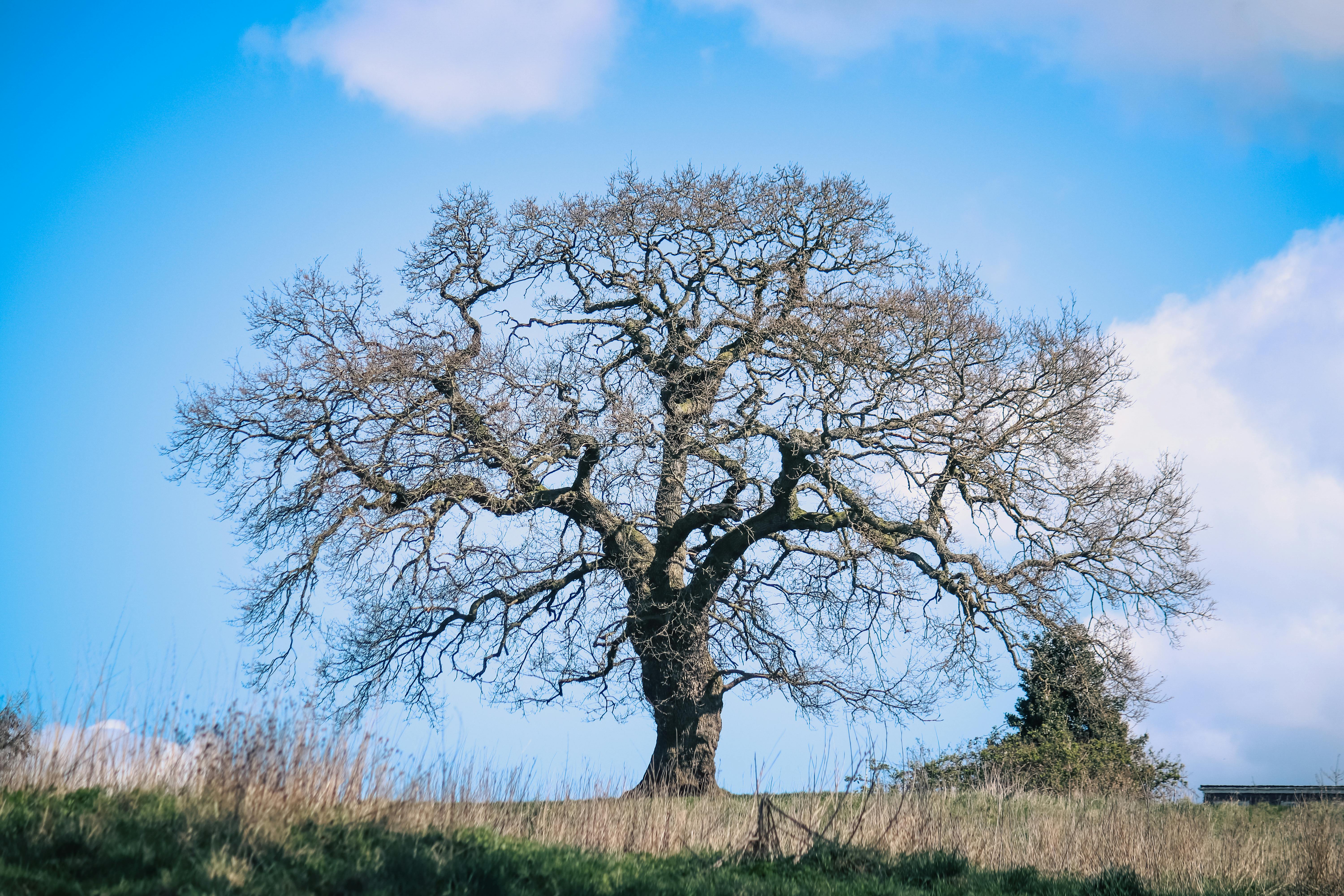Empty Tree on a Meadow · Free Stock Photo