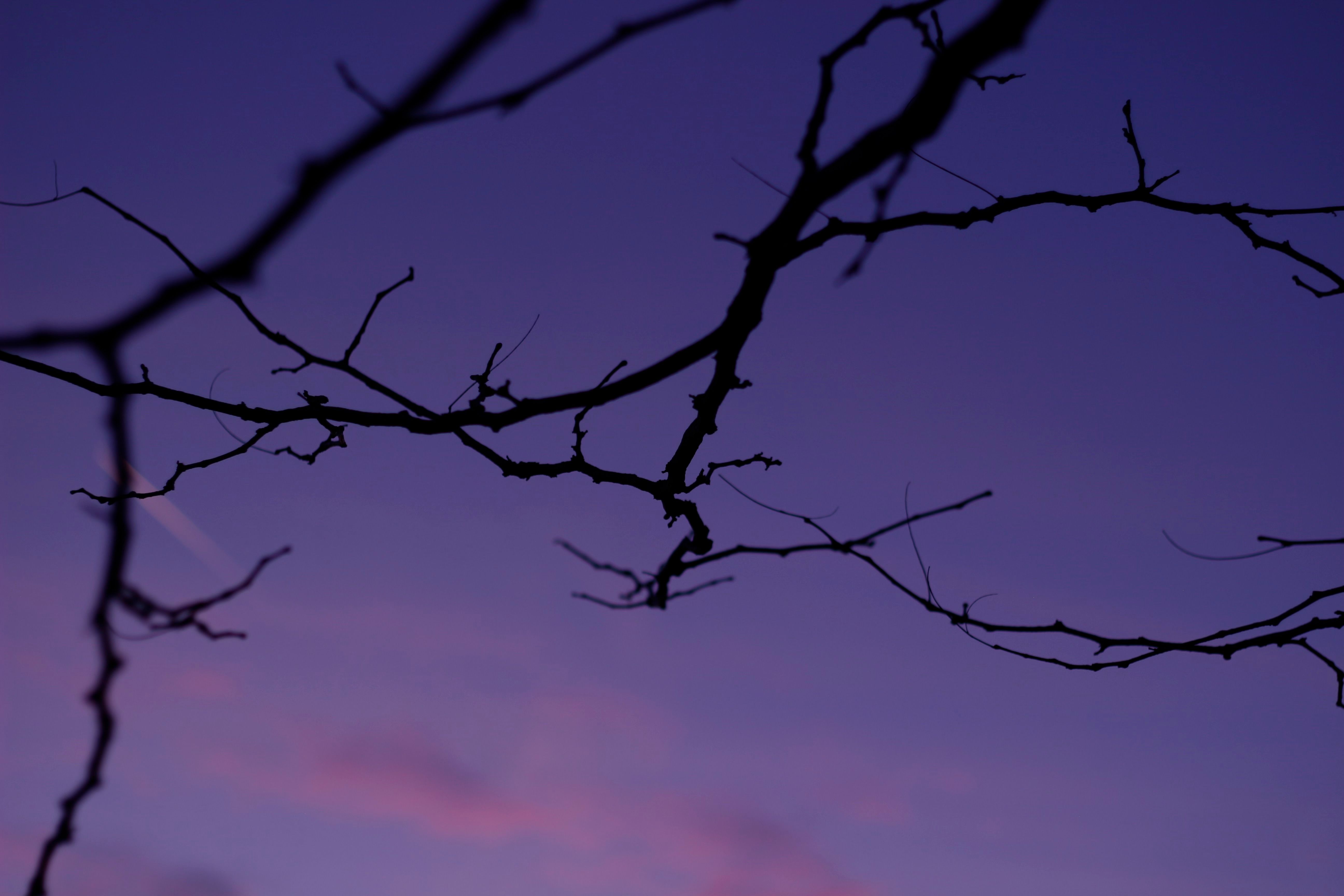 Branches in a sunset · Free Stock Photo