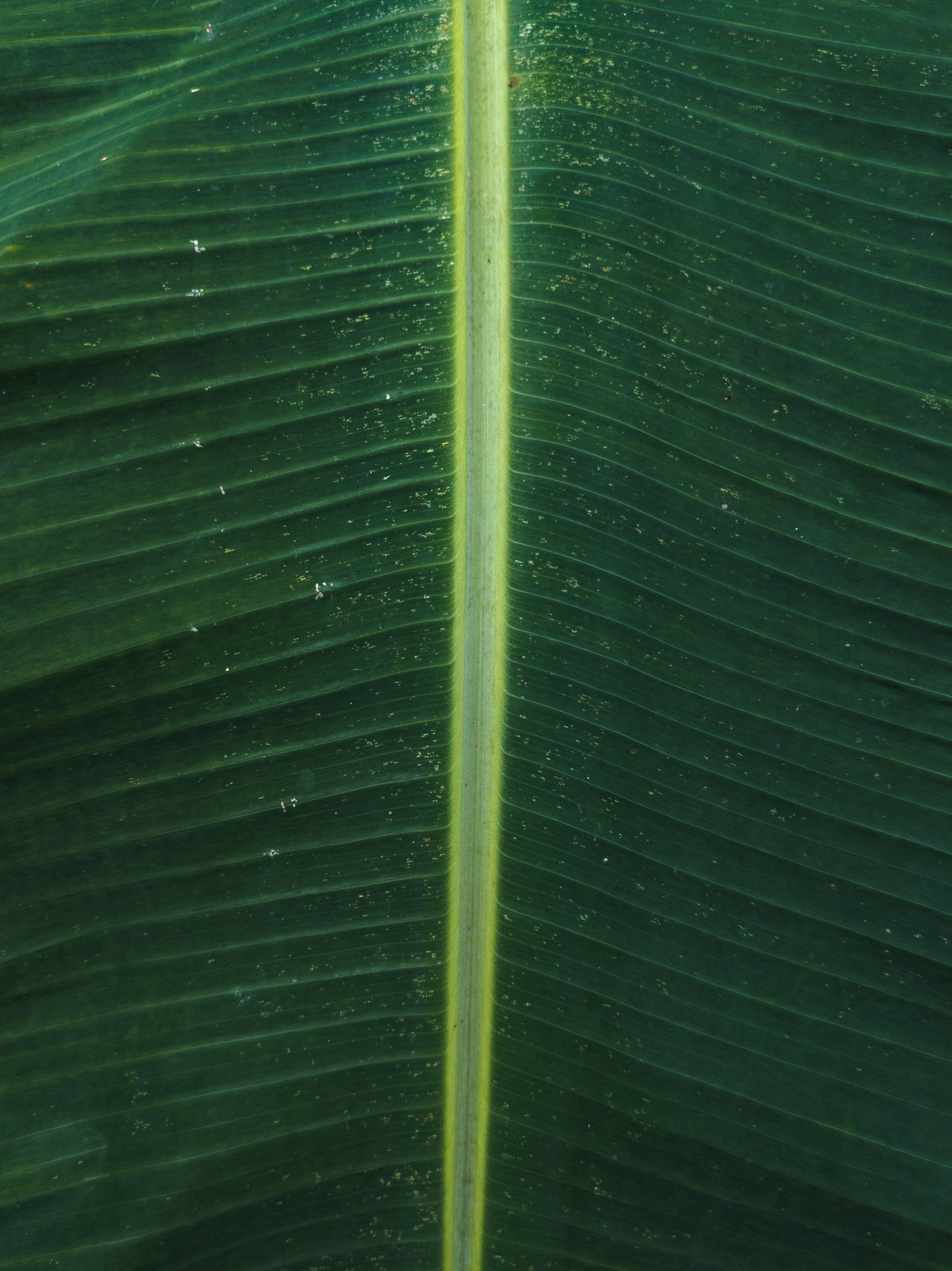 Big Close Up Shot Photos, Download The BEST Free Big Close Up Shot ...