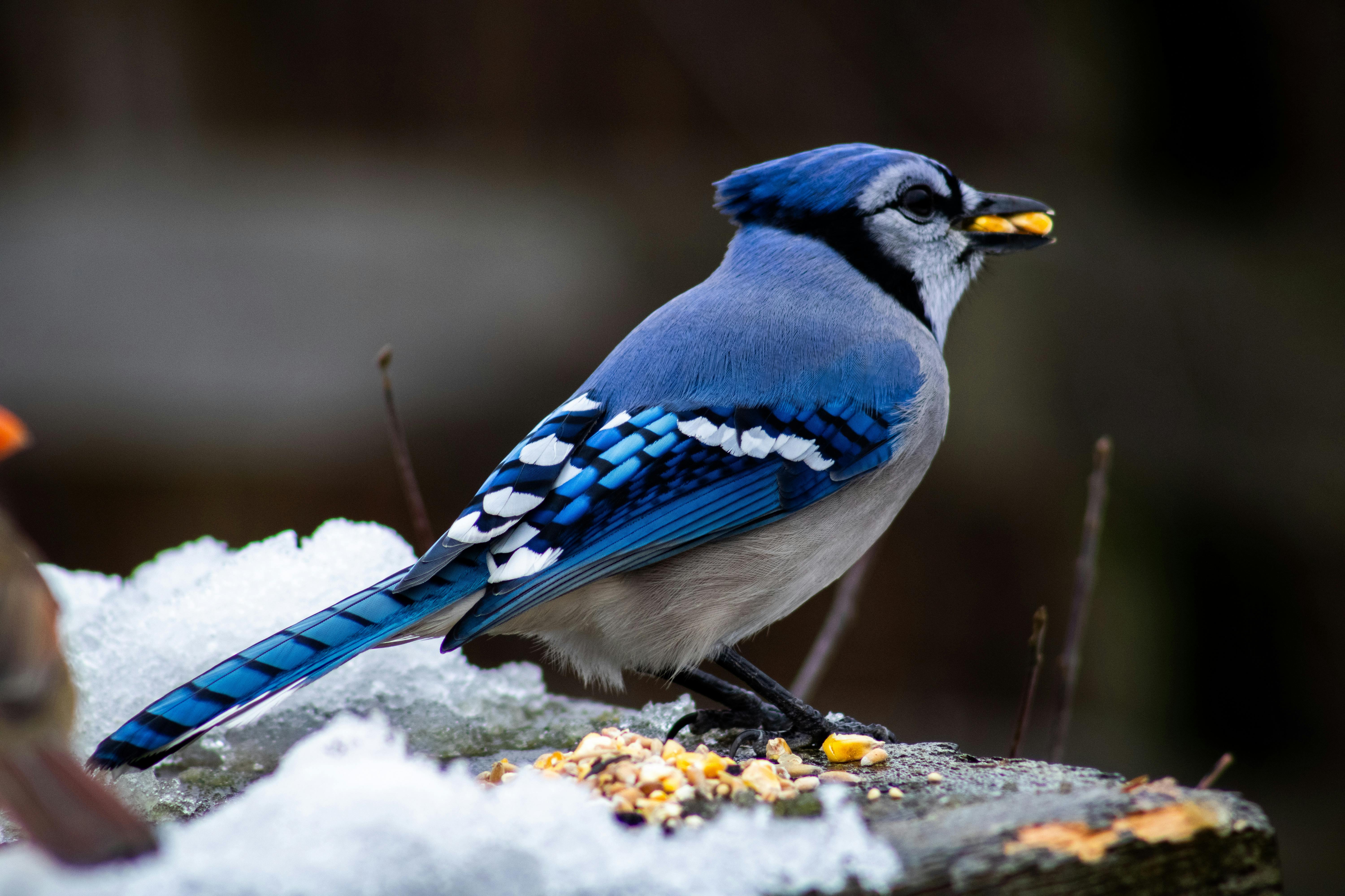 Focused Photo of Blue Jay · Free Stock Photo