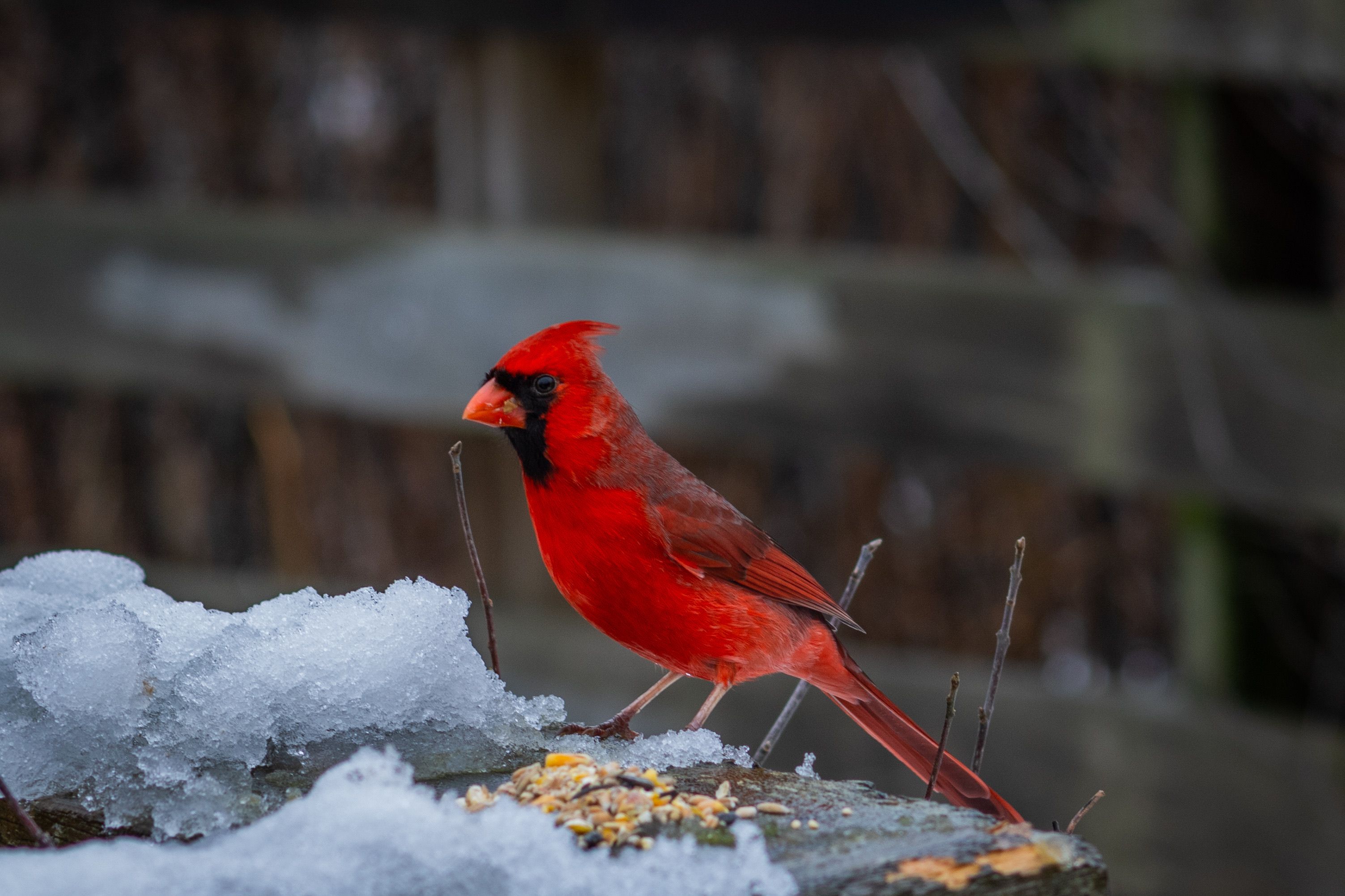 A red bird standing on top of a wooden fence · Free Stock Photo