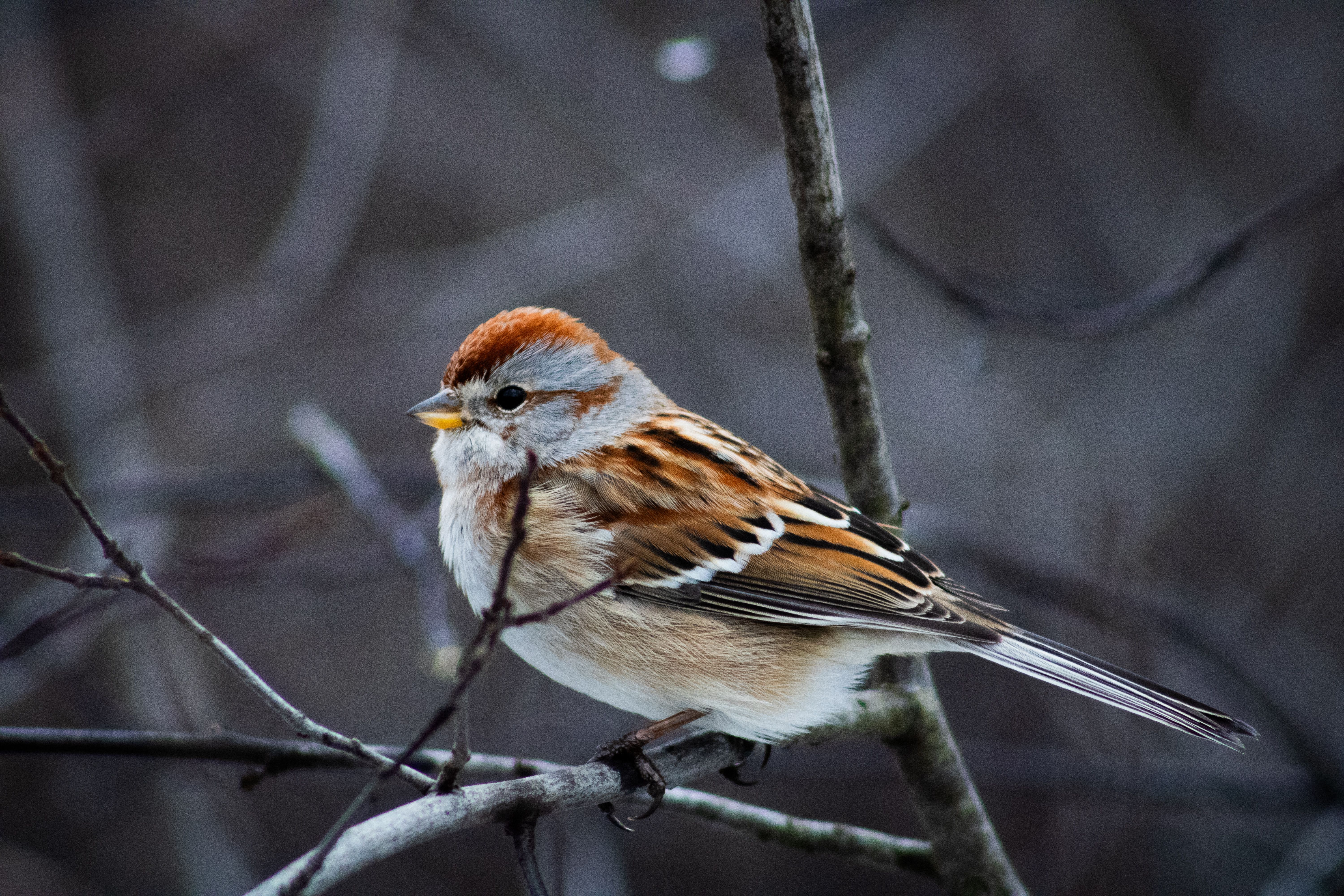 Sparrow on a Tree Branch in Winter · Free Stock Photo